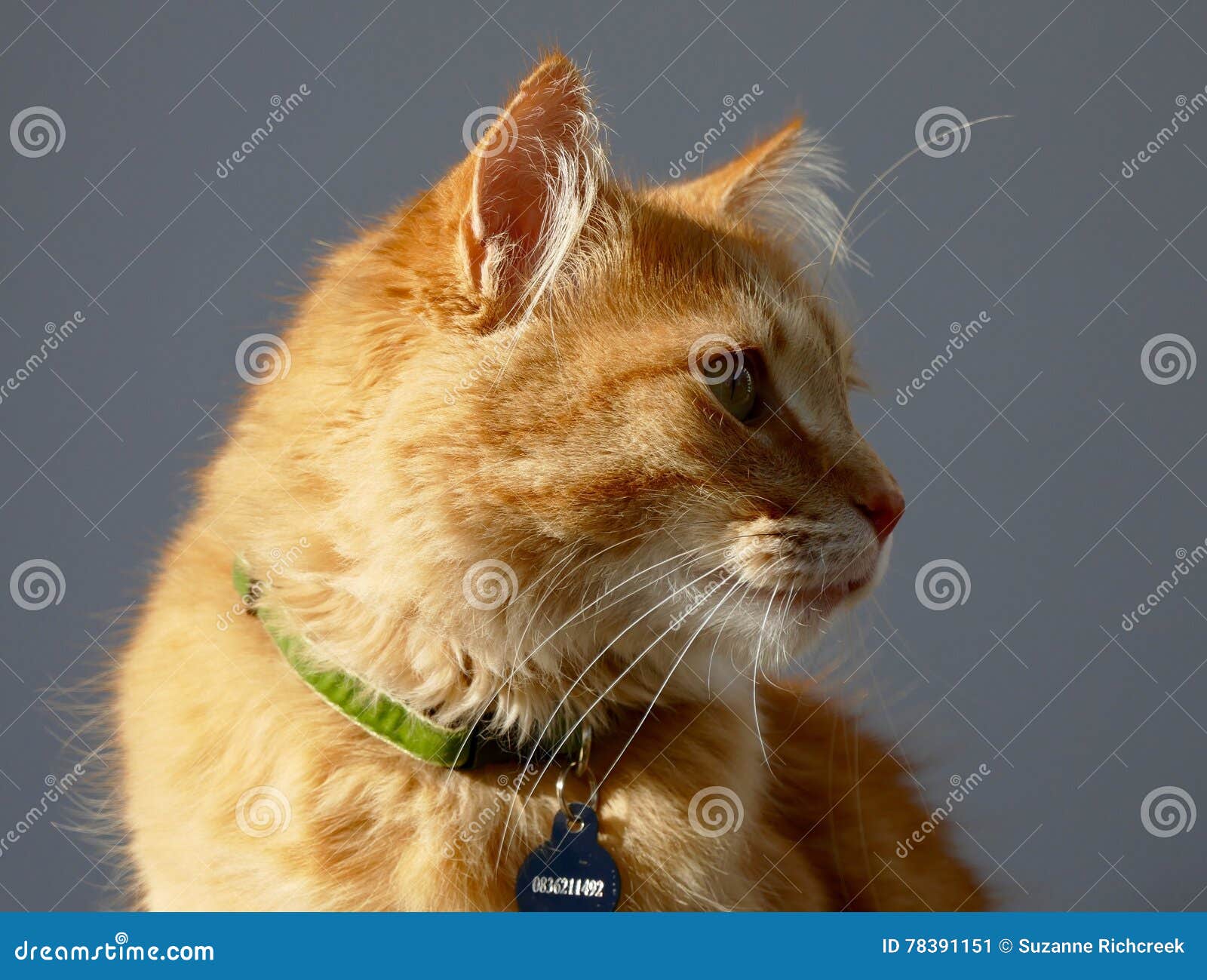 Fanta: an Ginger Orange Male Cat Profile Picture Stock Image - Image of ...