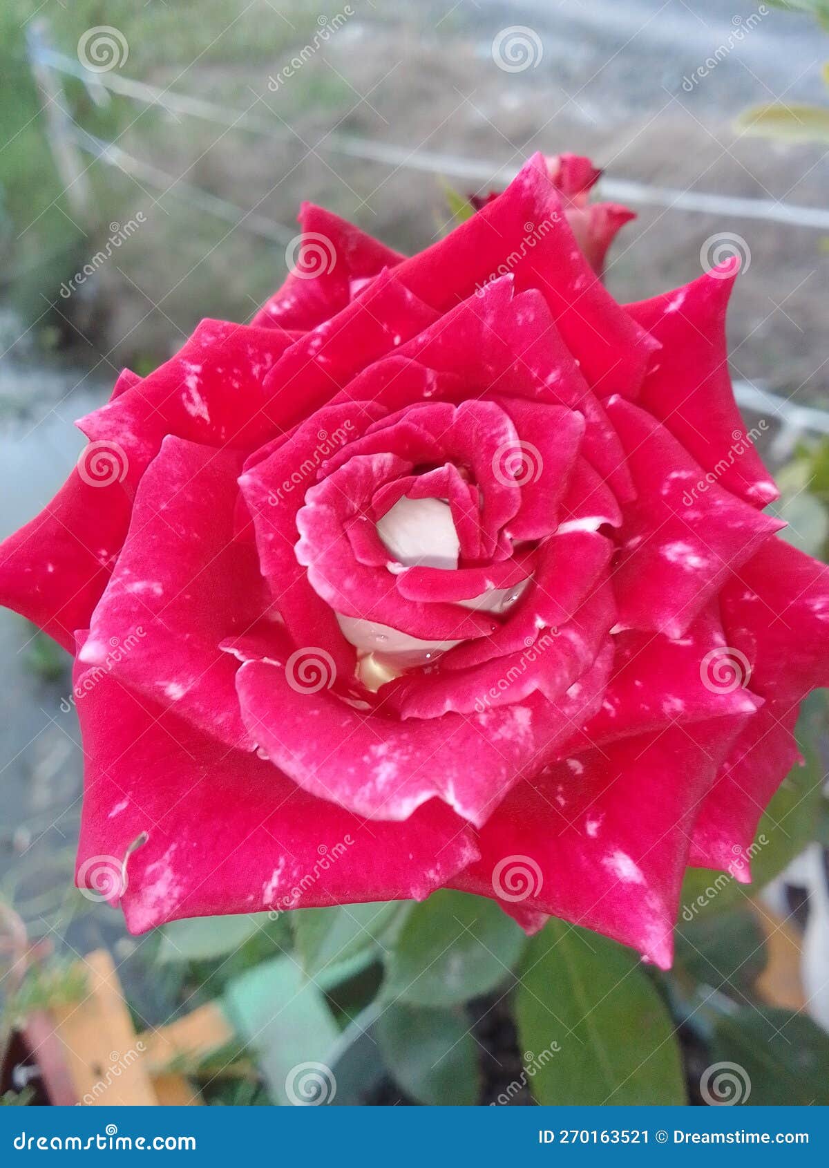 Fantacy Super Red Rose stock image. Image of shrub, flower - 270163521