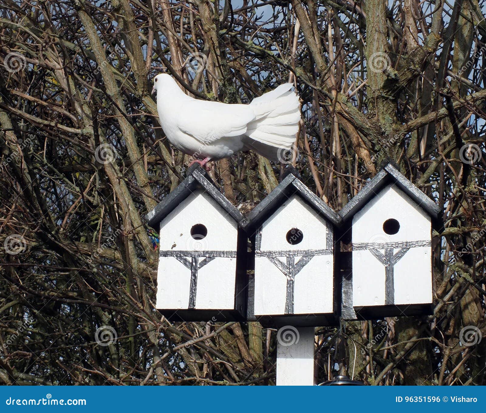 Fantail Dove stock photo. Image of boxes, doves, nesting - 96351596