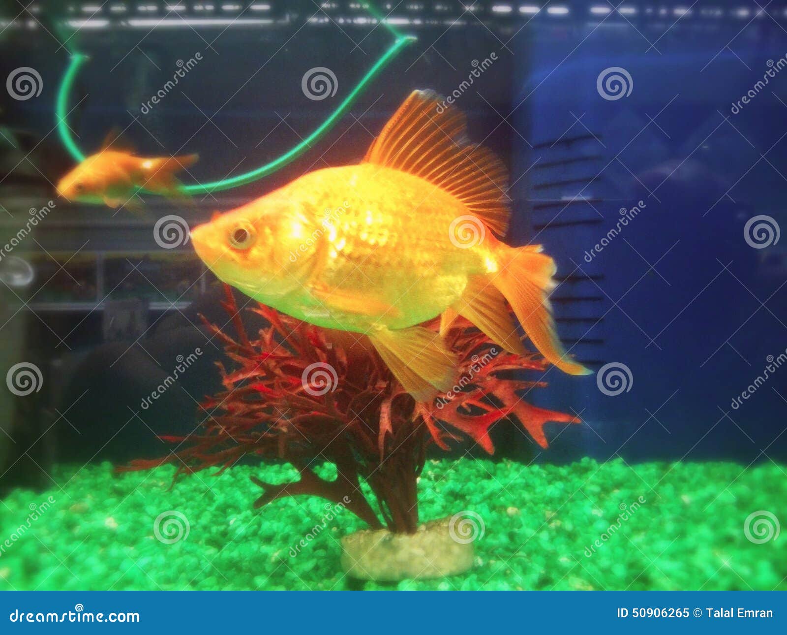 Fantail Fish stock image. Image of fish, yellow, orange - 50906265