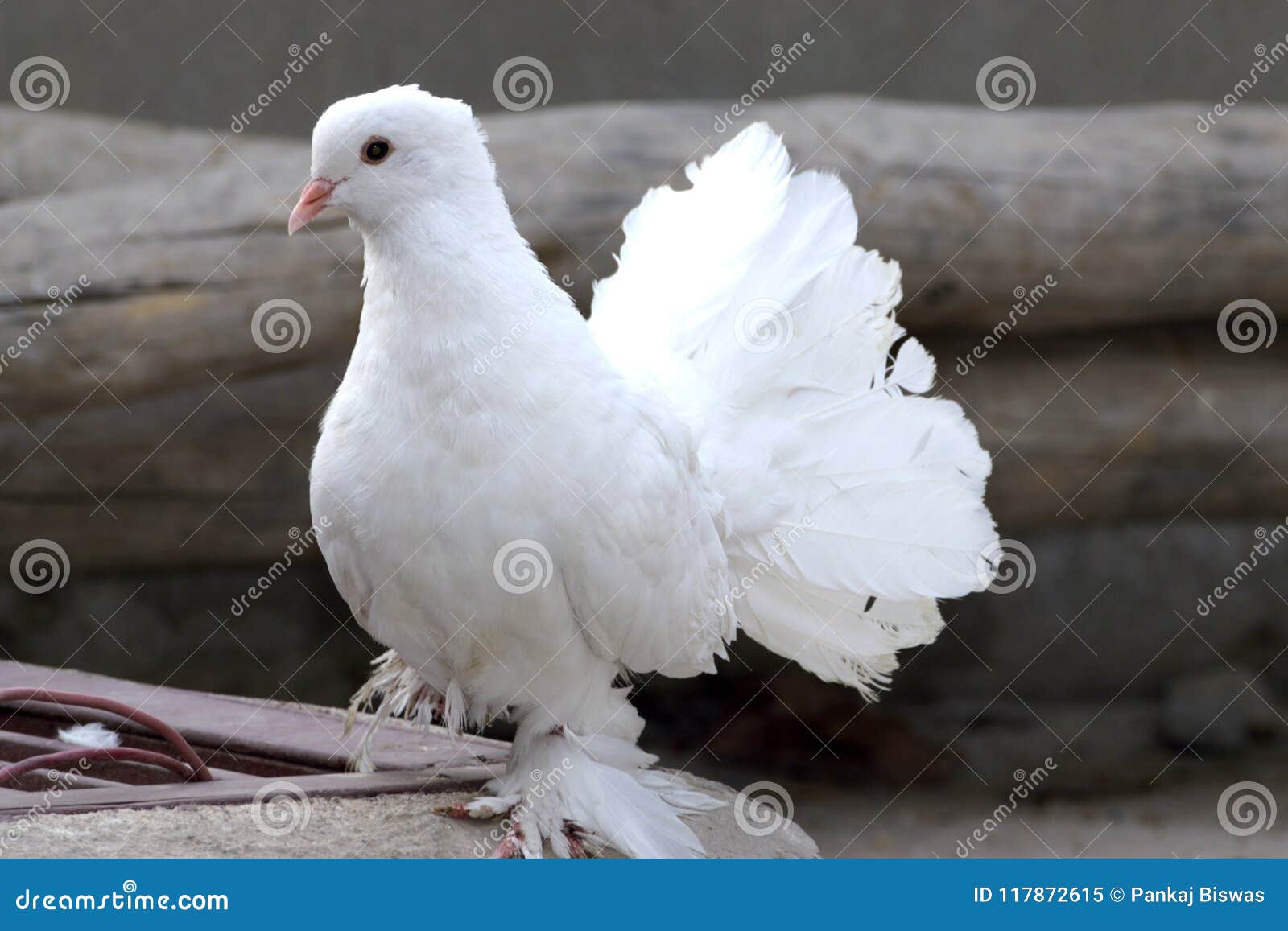 Fantail Pigeon