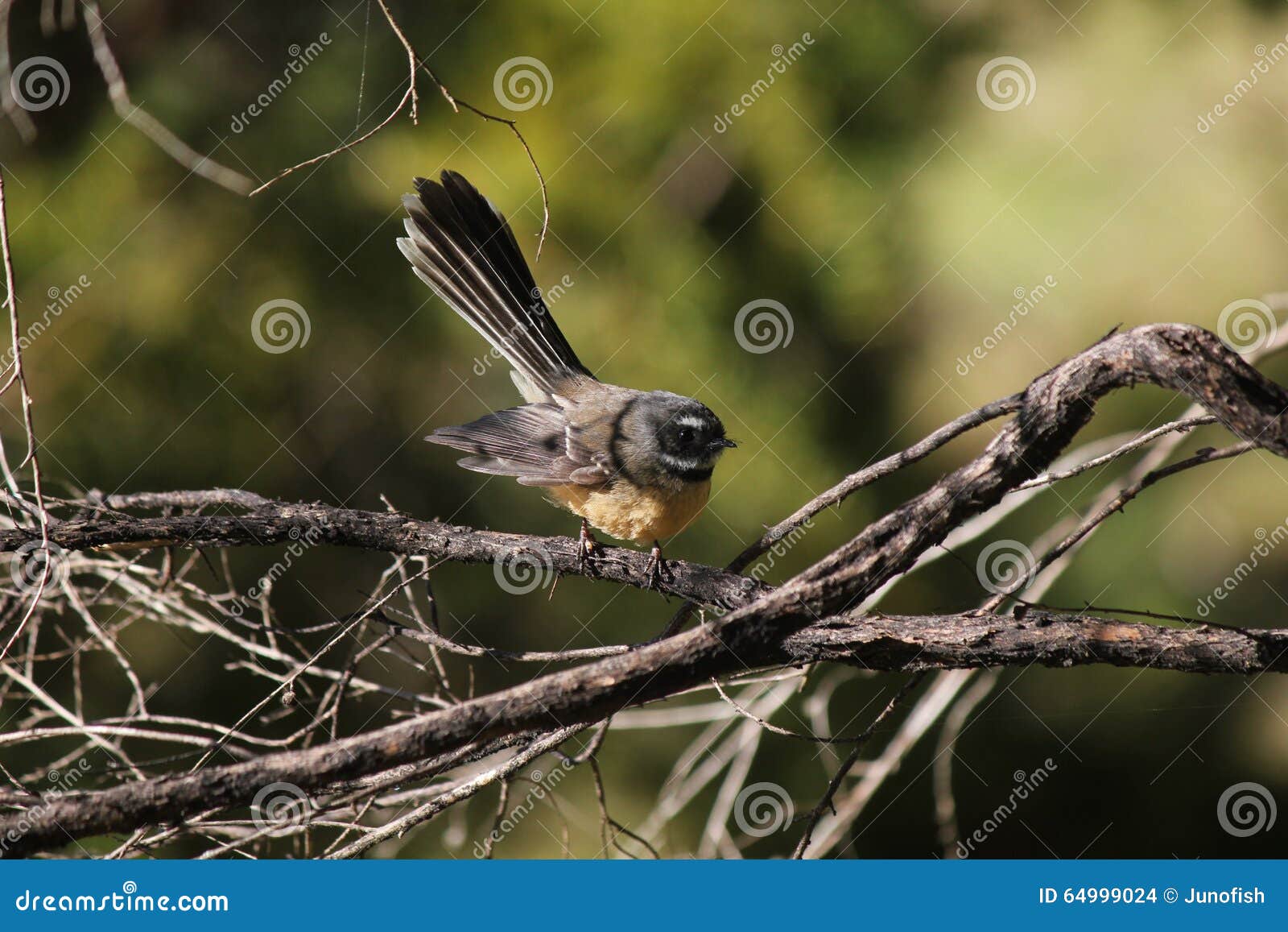 Fantail (piwakawaka) arkivfoto. Bild av anhydrous, natur - 64999024