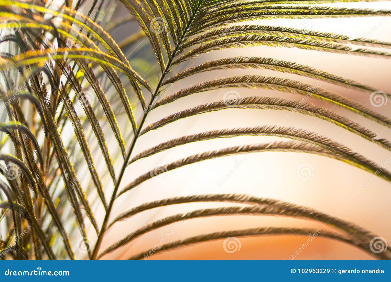 Various Intertwined and Diverse Sets Stock Image - Image of heaven ...