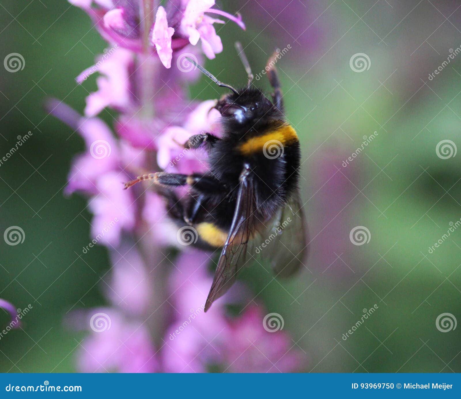 Fantast tailed humla arkivfoto. Bild av diken, jord, europeiskt - 93969750