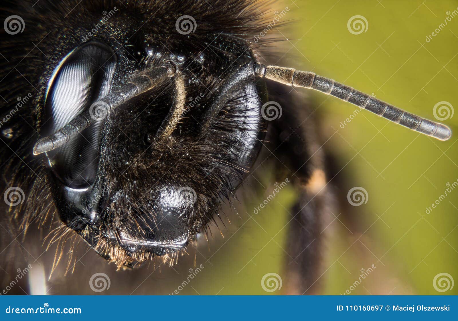 Fantast-tailed Humla, Humla, Dumbledor, Dumbledore Fotografering för ...