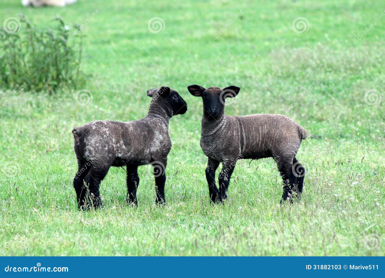 Sheeb Stock Photos - Free & Royalty-Free Stock Photos from Dreamstime