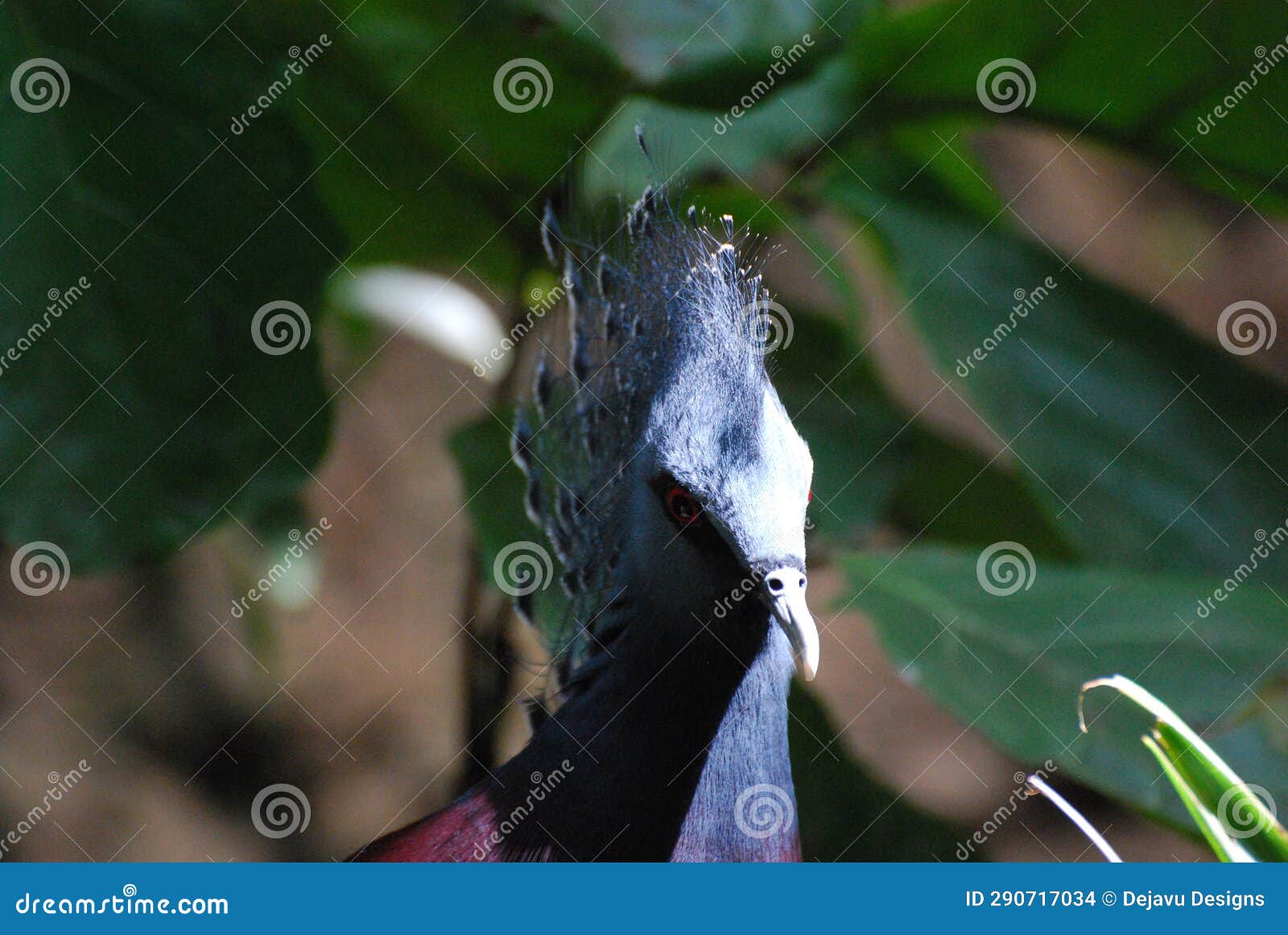 Fantastic Blue Crested Bird with Stunning Plummage Stock Photo - Image ...