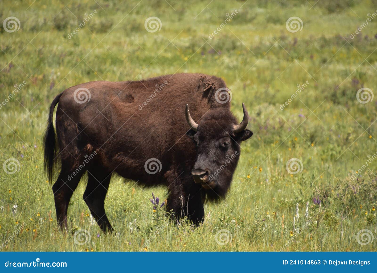 Fantastic Capture of an American Buffalo Looking Back Stock Image ...