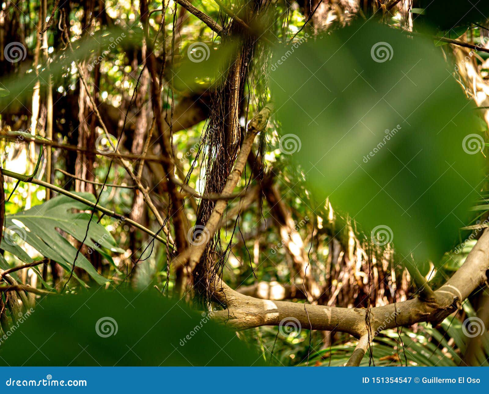 Fantastic Close-up of a Forest with Leaf in Foreground Stock Image ...