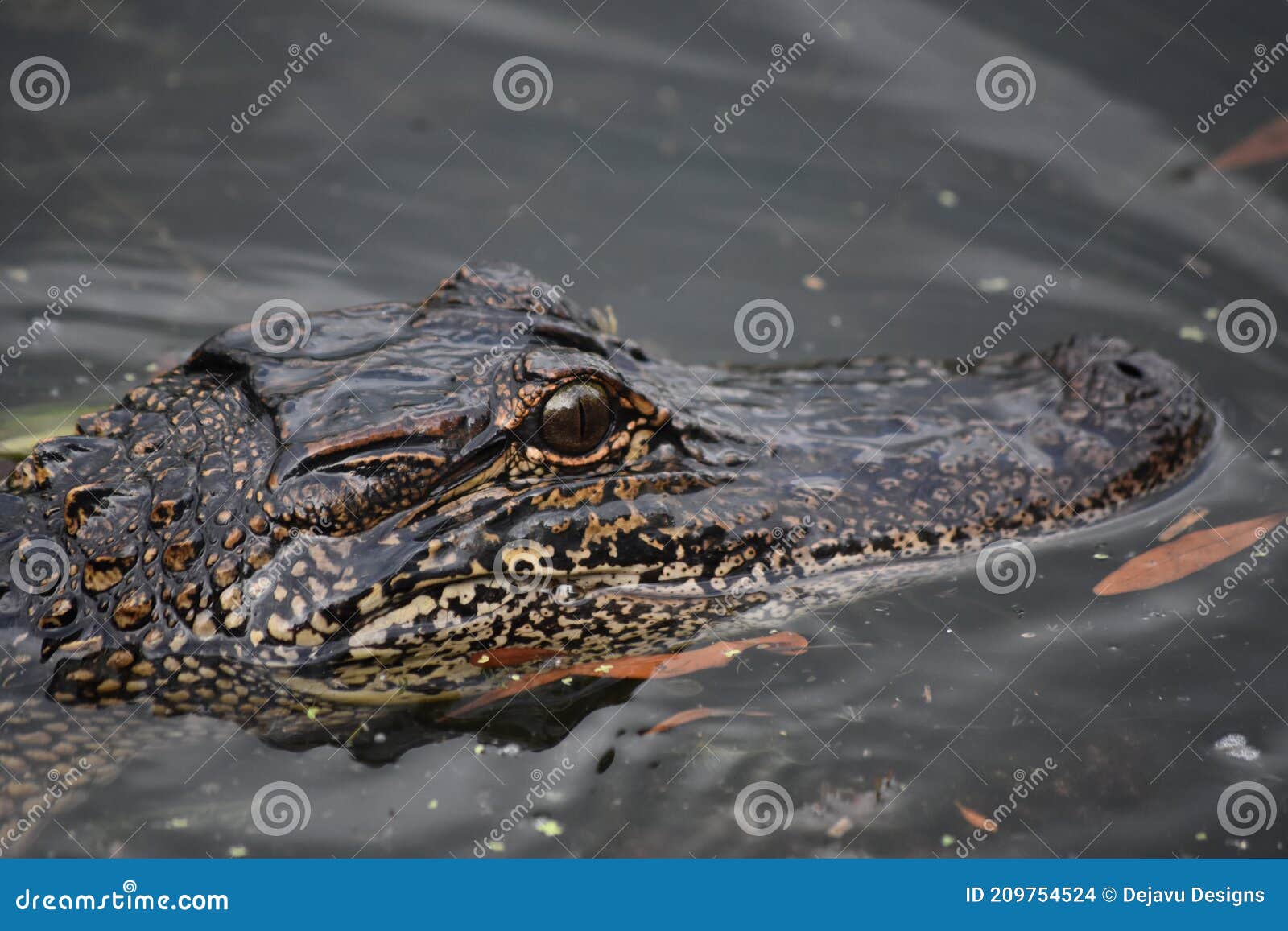 Fantastic Close Up Look at the Face of a Gator Stock Photo - Image of ...