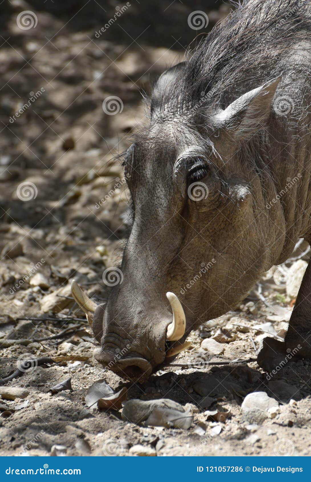 Amazing Up Close Look into the Face of a Warthog Stock Photo - Image of ...