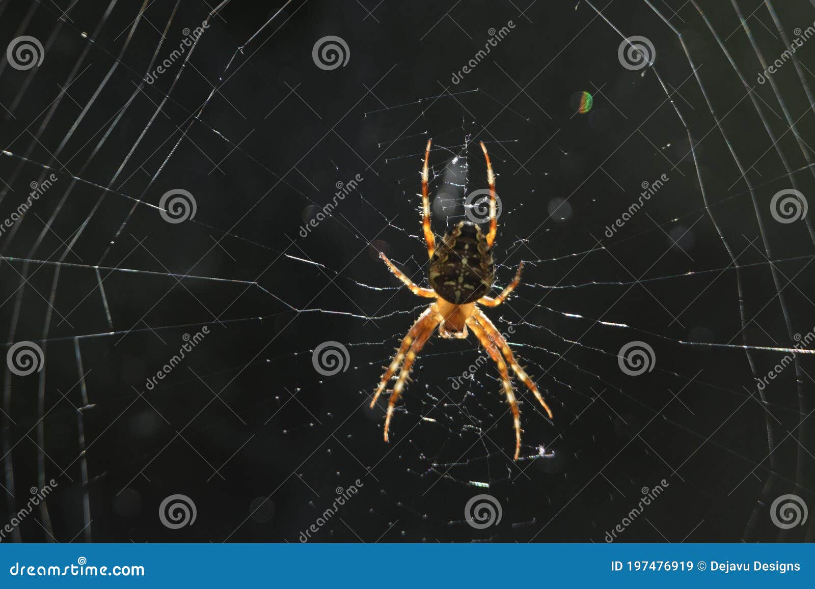 Fantastic Close Up of a Spider in a Web Stock Image - Image of macro ...