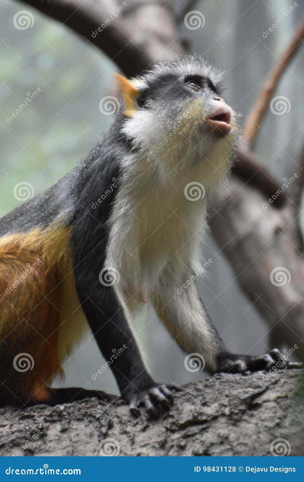 Fantastic Close Up of a Wolf`s Guenon Monkey Stock Photo - Image of ...