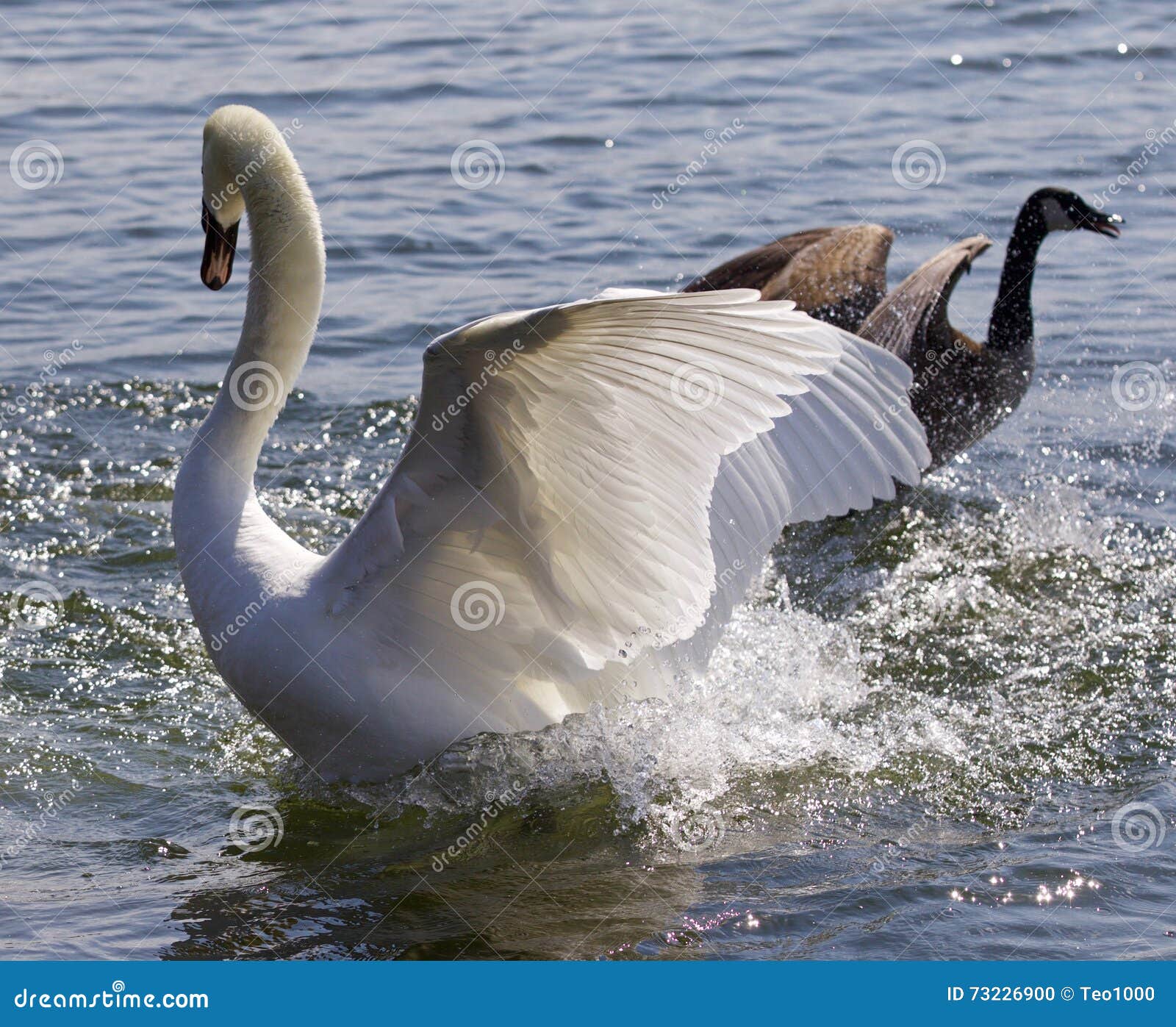 Fantastic Contest between a Powerful Swan and a Brave Canada Goose ...