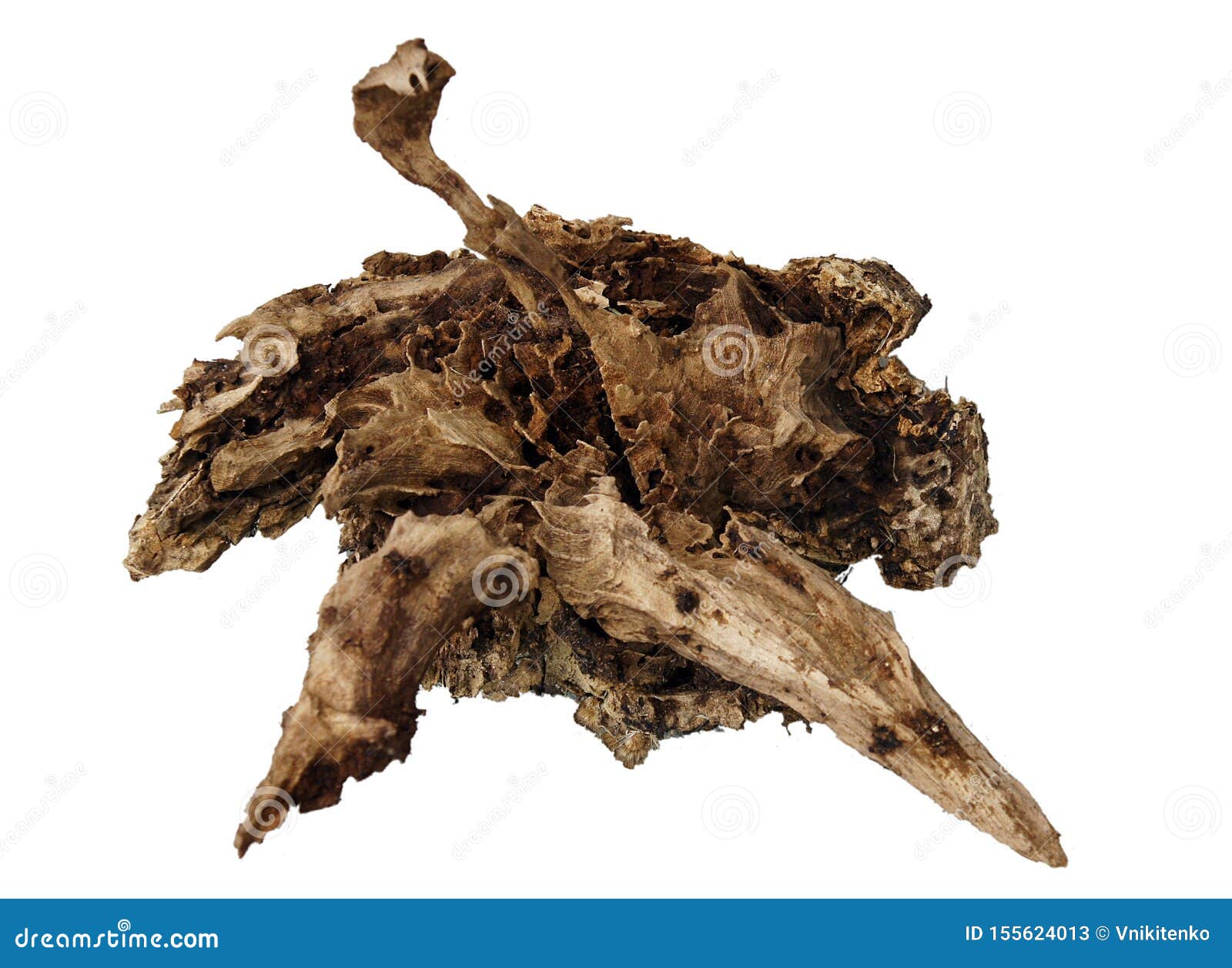 Fantastic Creature by Nature Stock Image - Image of tree, rotten: 155624013