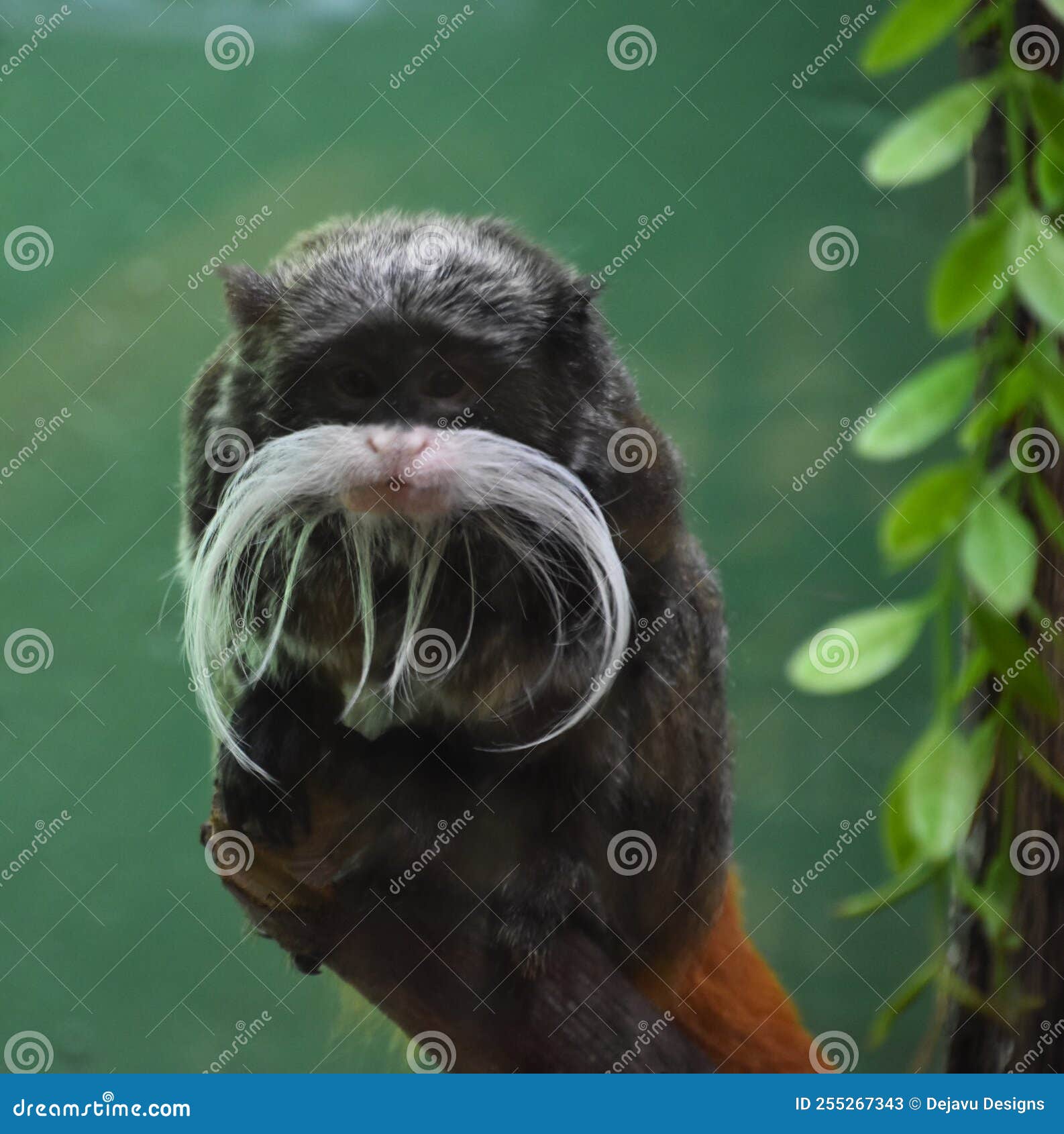 Fantastic Emperor Tamarin Monkey Sitting on a Branch Stock Image ...