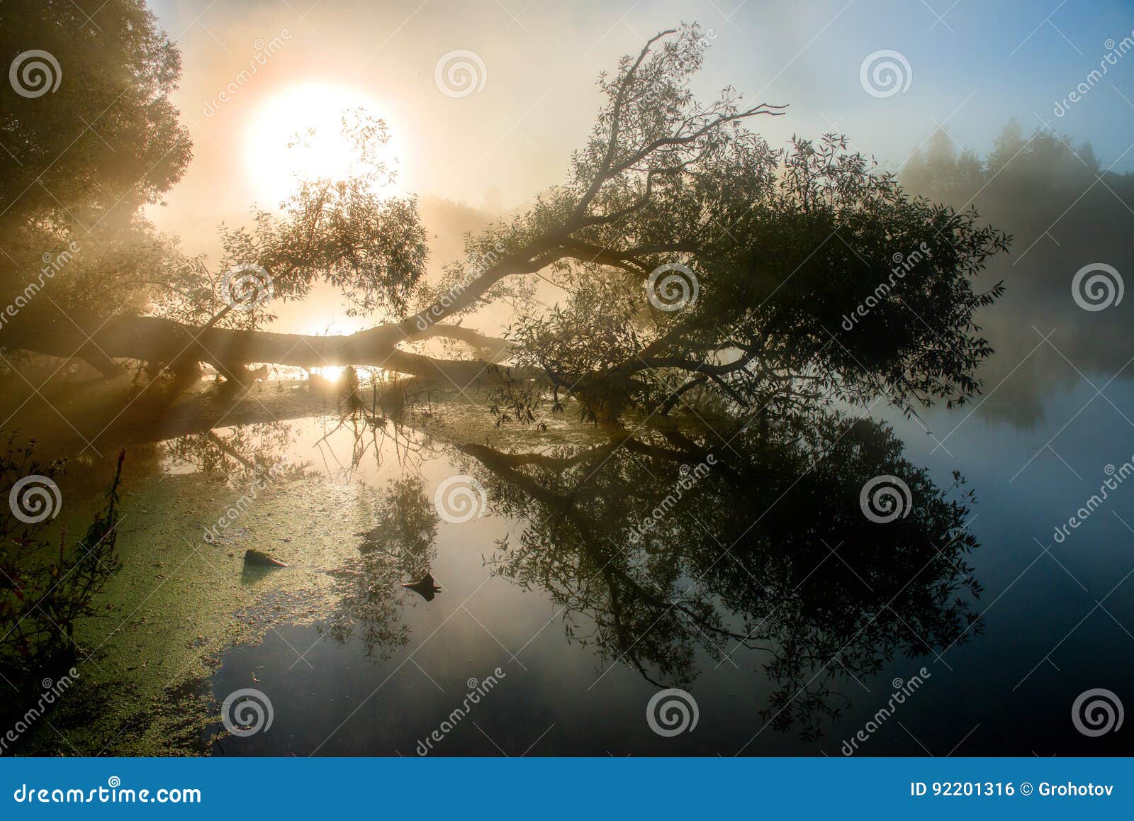 Fantastic Foggy River with Nice Reflection and Rays of Light in the ...