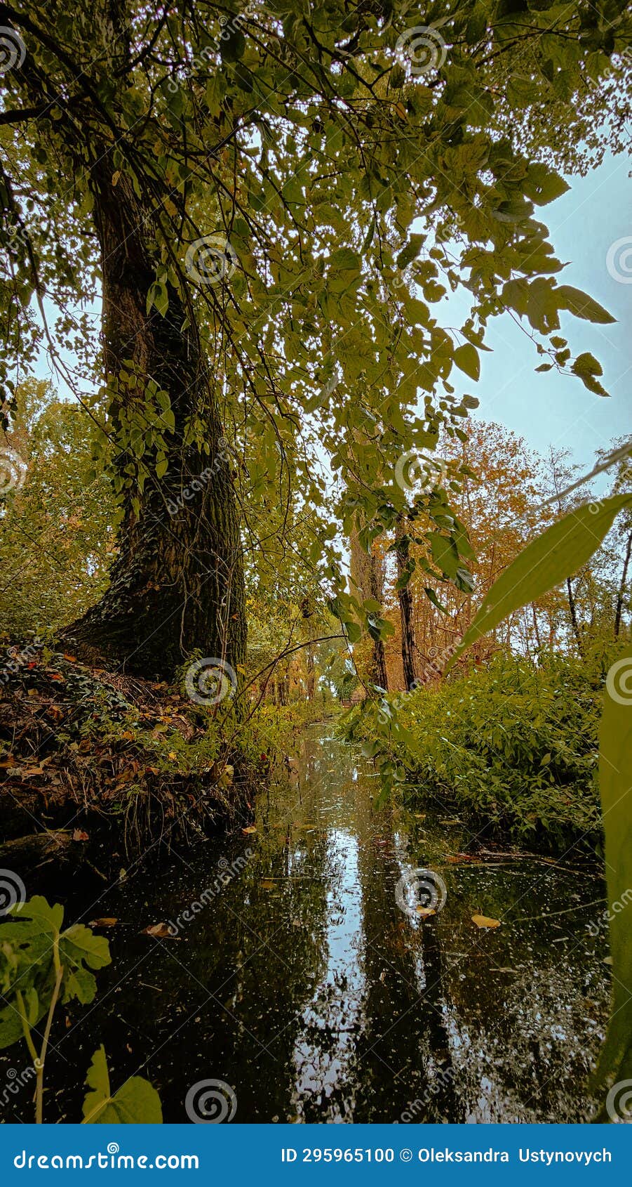 Fantastic Forest. Fall Mood Near the River Stock Photo - Image of ...