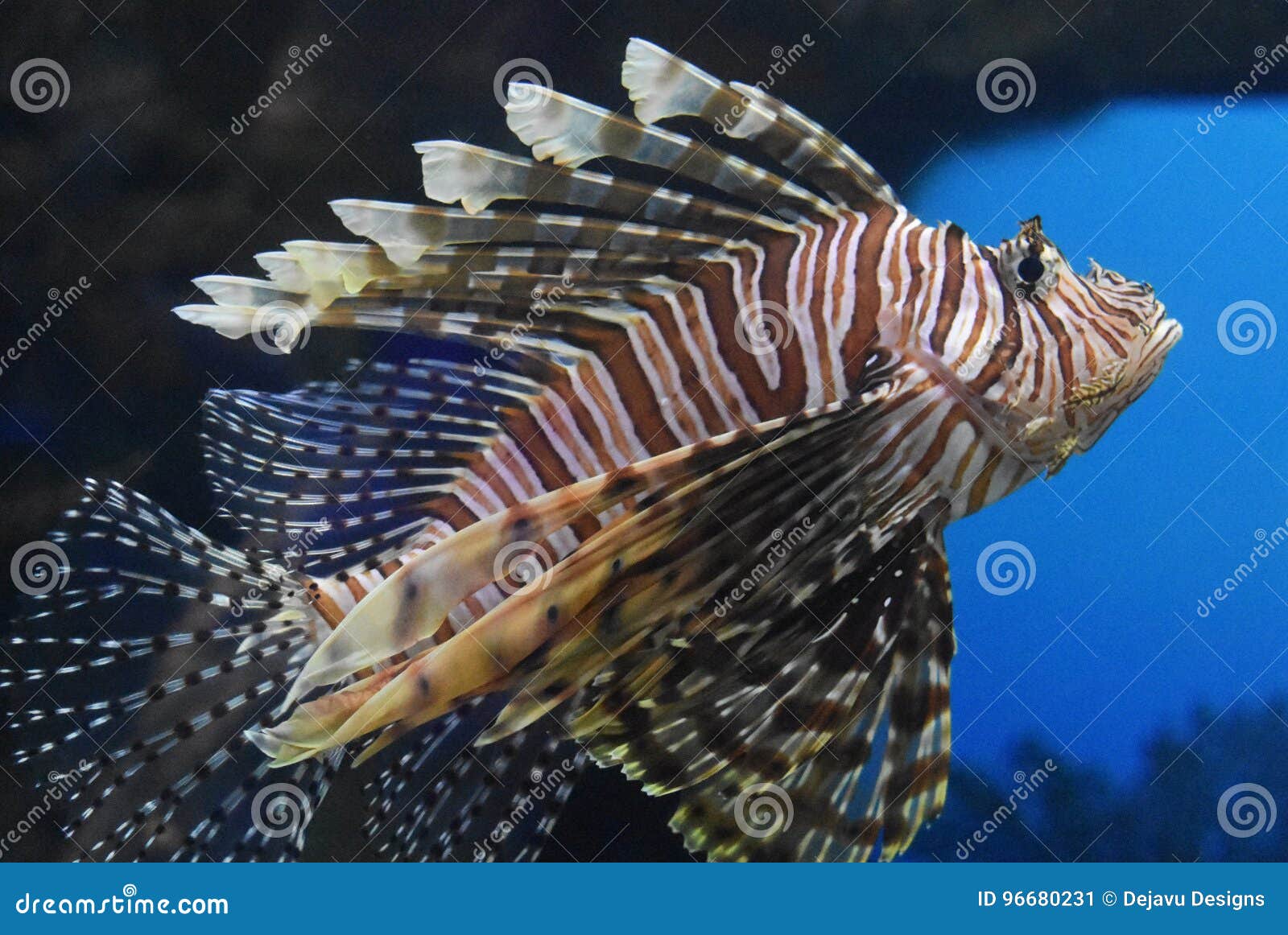 Fantastic Look at a Butterfly Cod in the Deep Blue Sea Stock Image ...