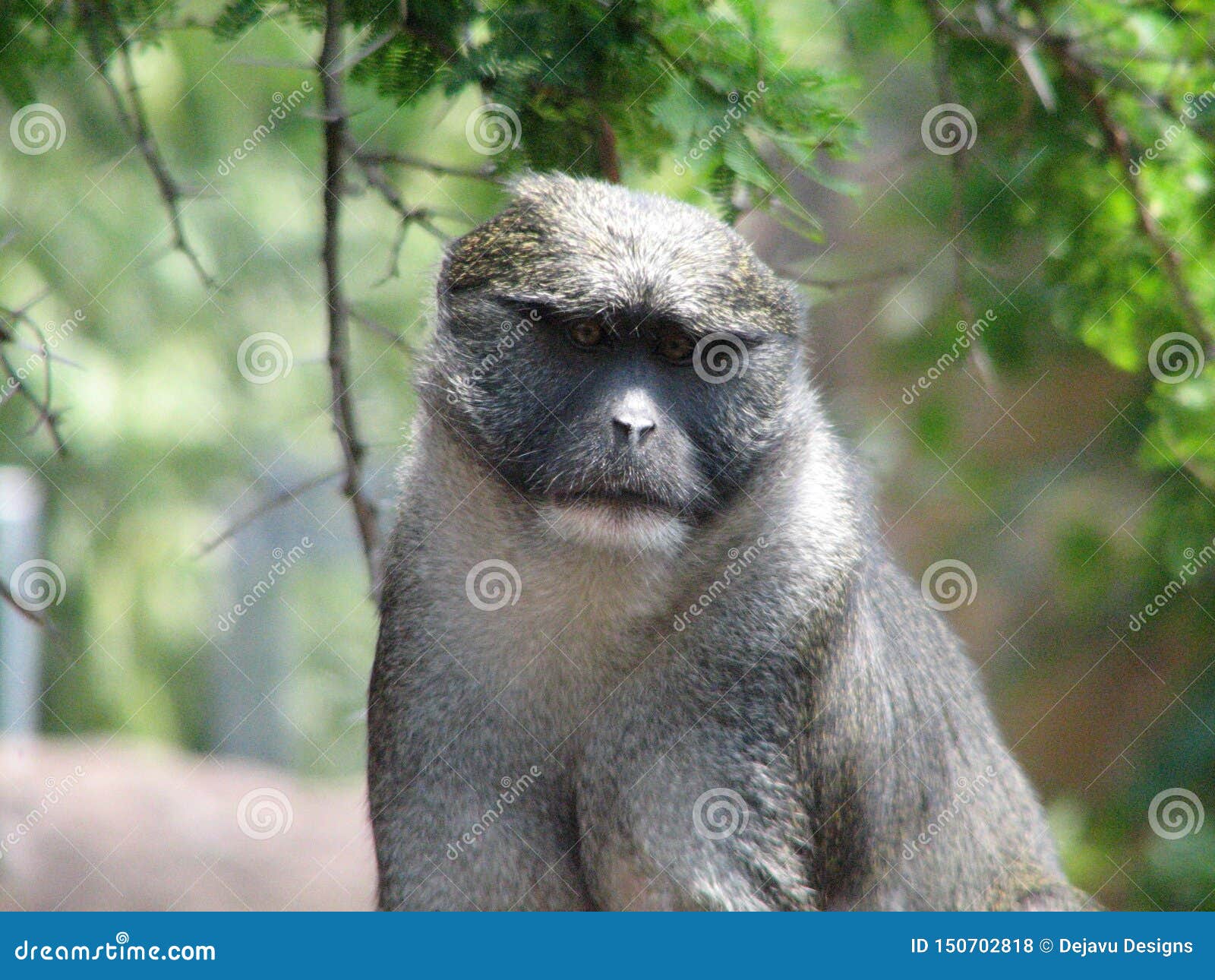 Fantastic Look at a Gray Macaque Monkey Stock Photo - Image of gray ...