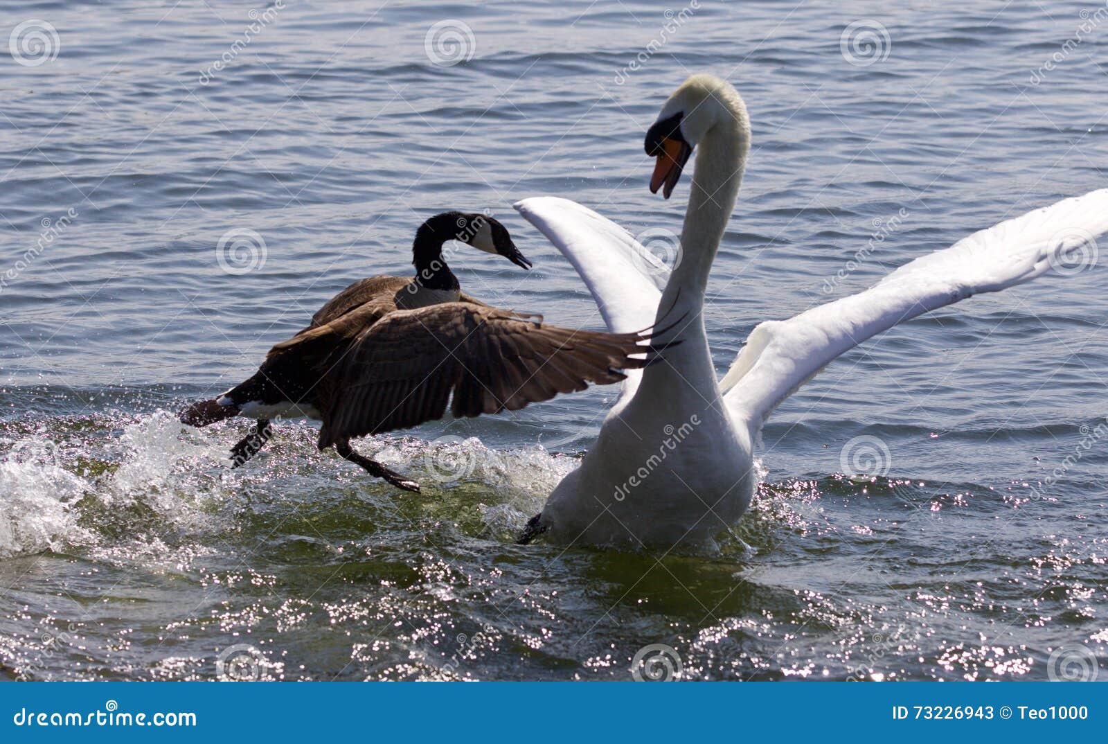 Fantastic Moment with the Canada Goose Attacking the Swan on the Lake ...