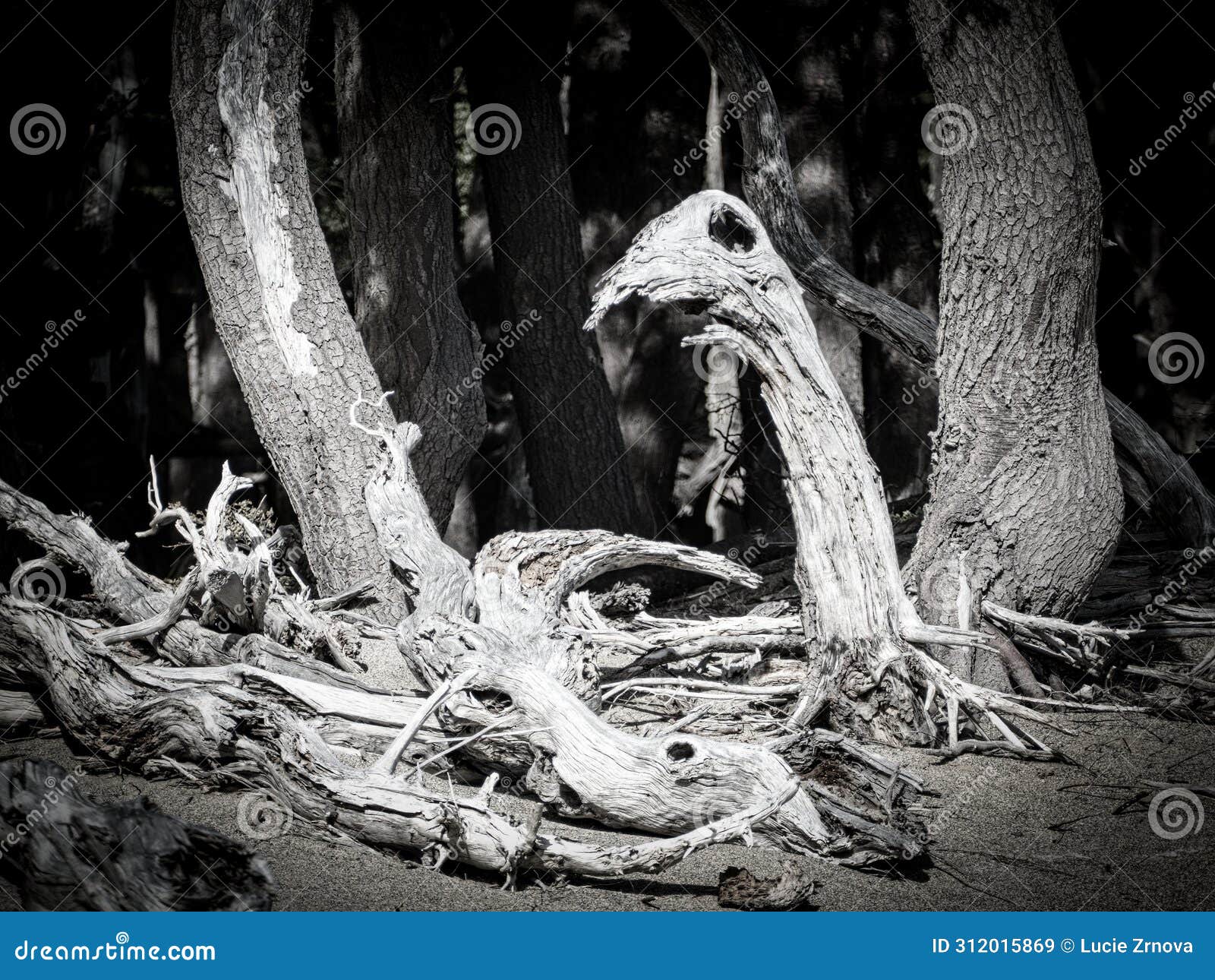 Fantastic Natural Shapes of a Tree Branches Stock Image - Image of ...