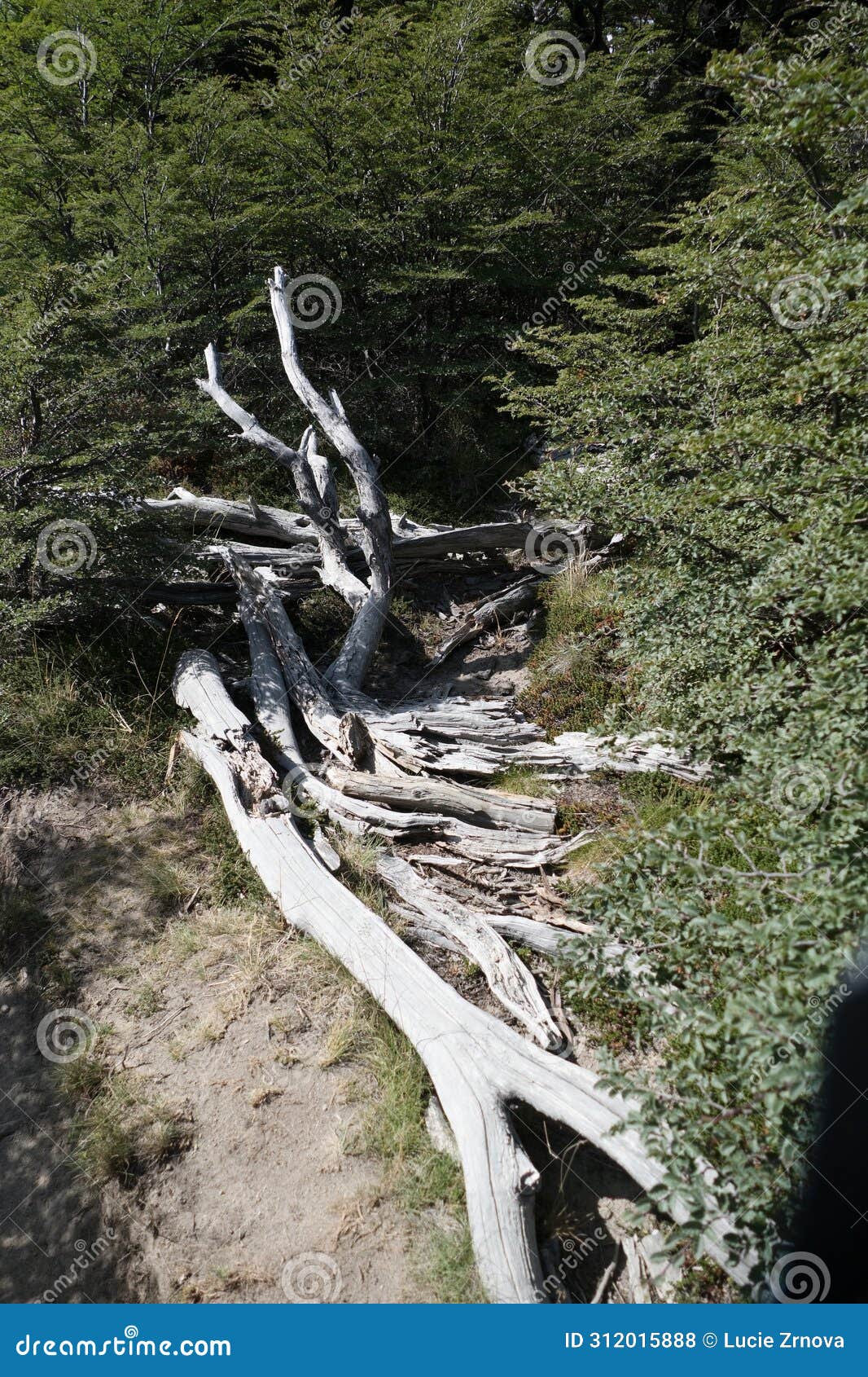 Fantastic Natural Shapes of a Tree Branches Stock Photo - Image of wild ...