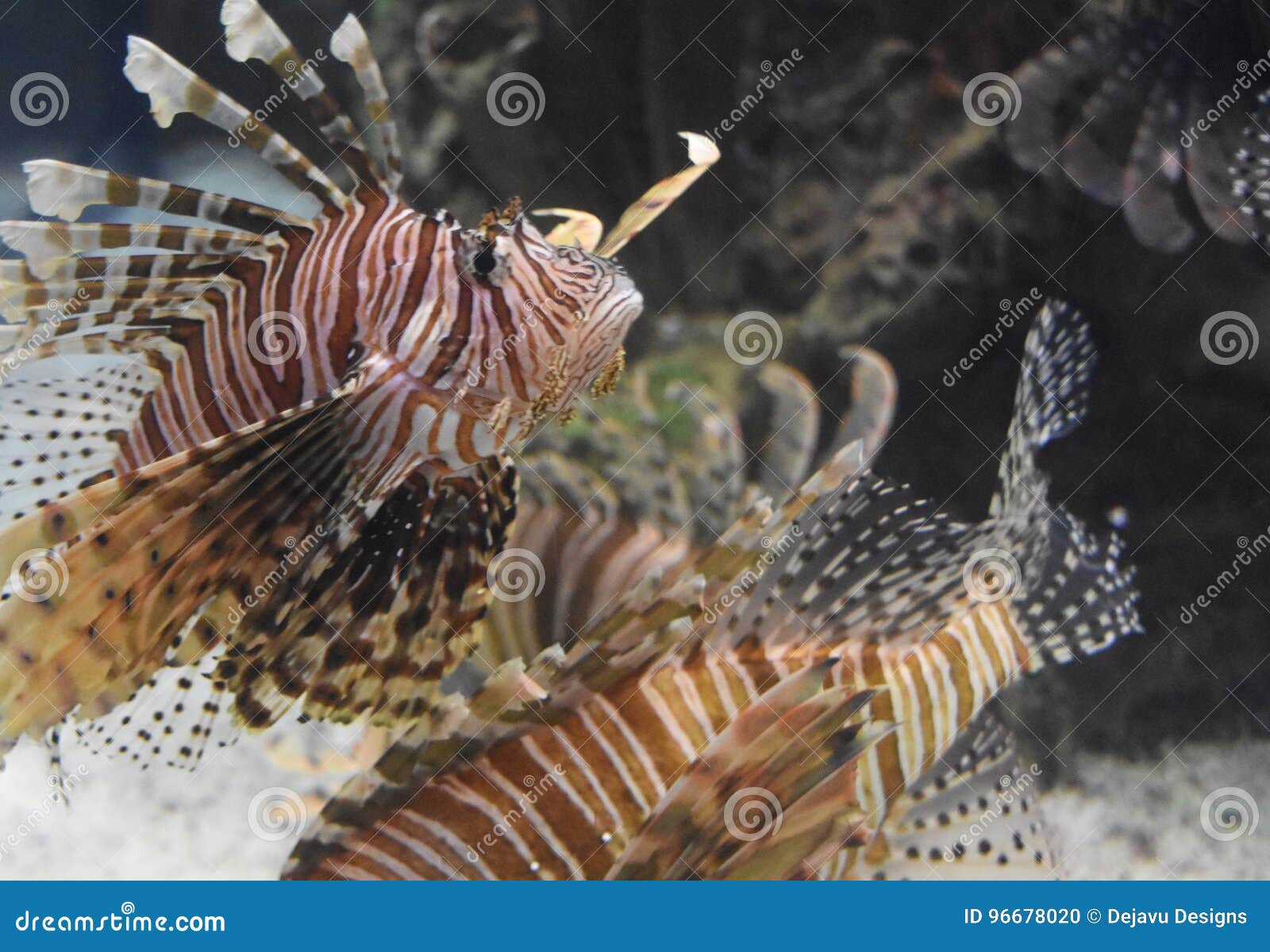 Fantastic Pair of Firefish Swimming in Saltwater Stock Photo - Image of ...