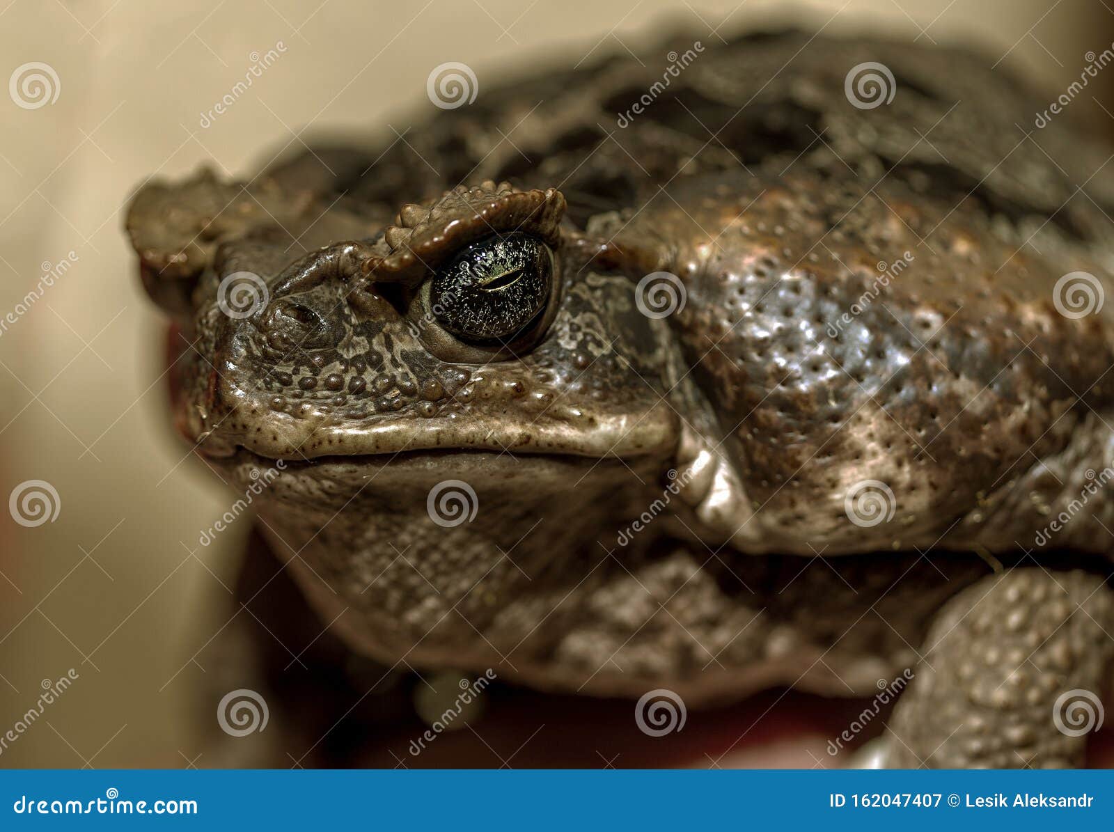 Fantastic Portrait of Horned Toads Threatening Frog. Selective Focus on ...