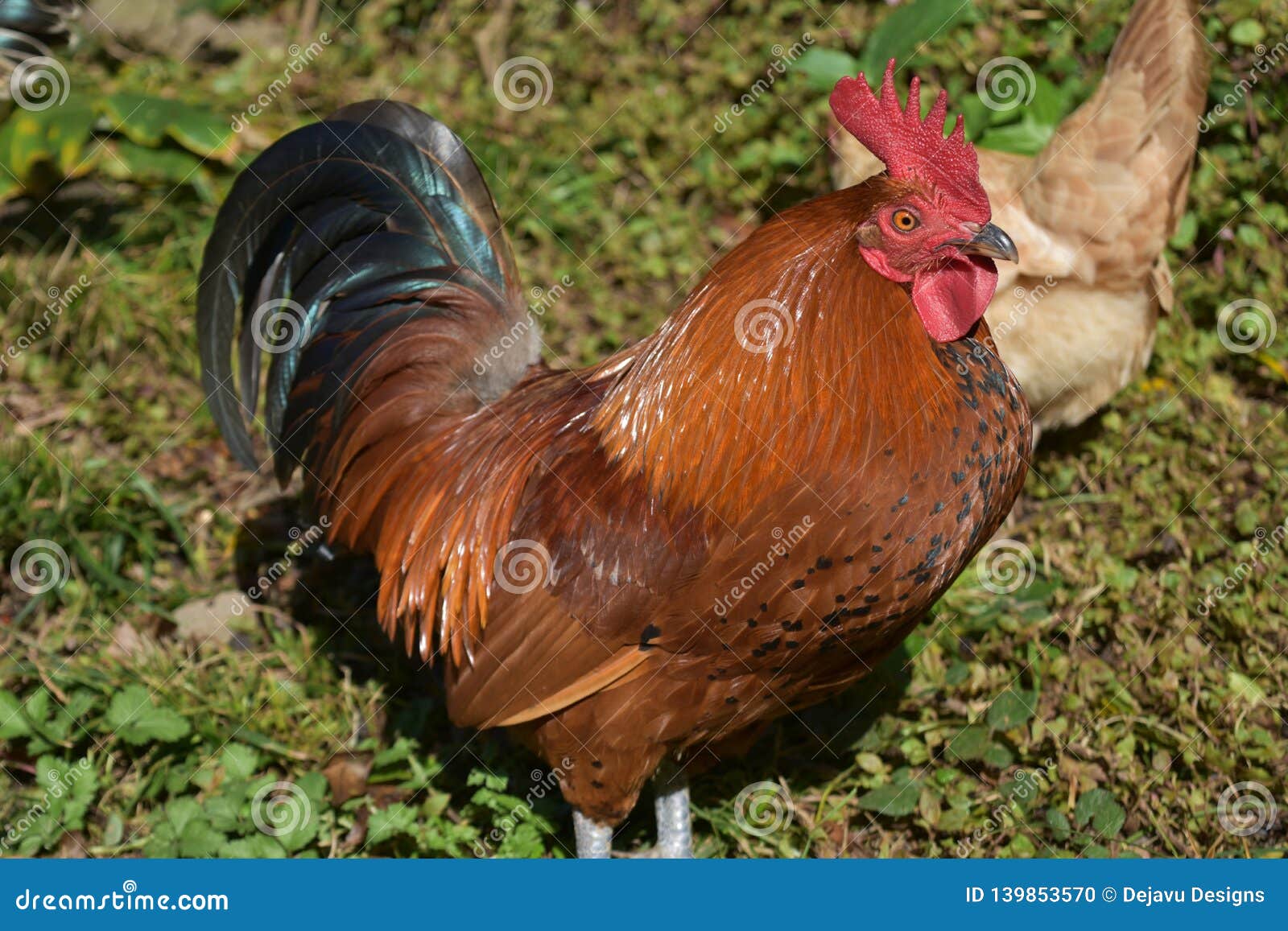 Fantastic Profile of a Free Range Brown and Black Chicken Stock Photo ...