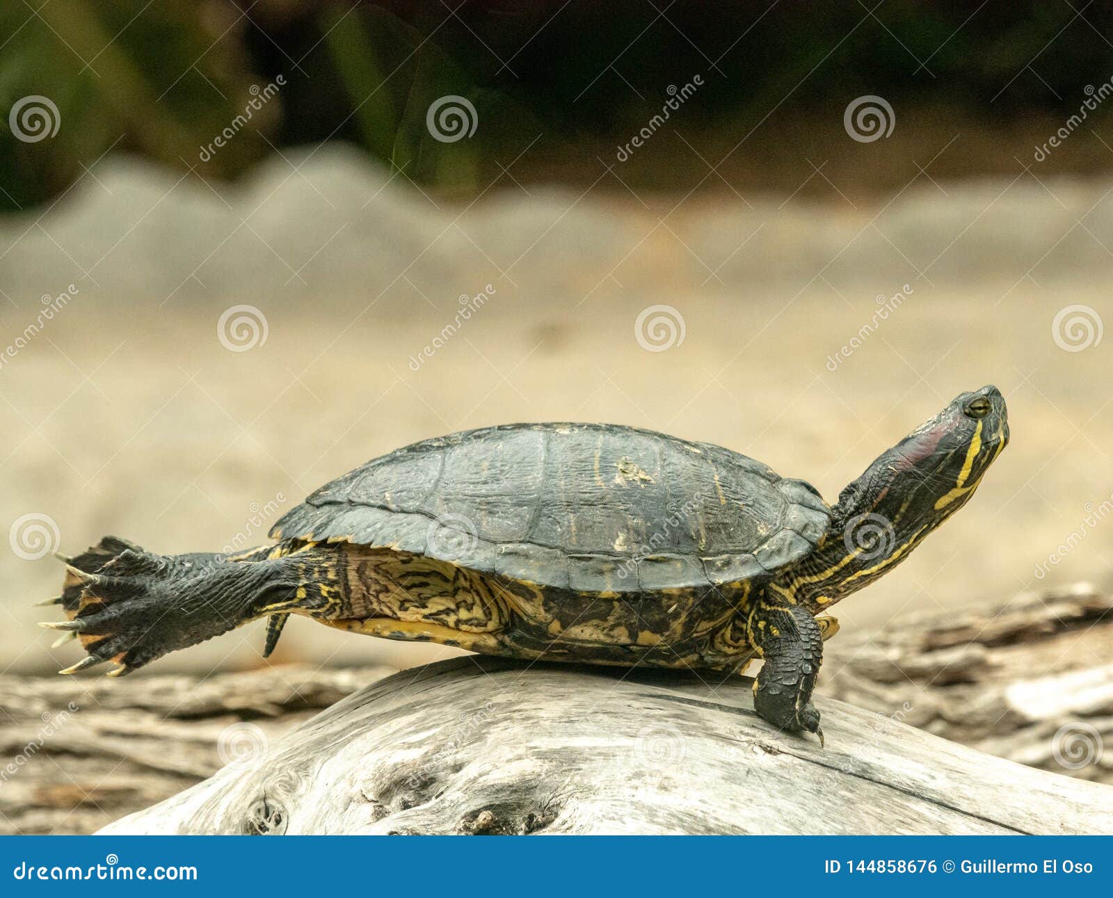 Turtle Sunbathing On The Rocks Of The Lagoon Stock Photography | CartoonDealer.com #110174564