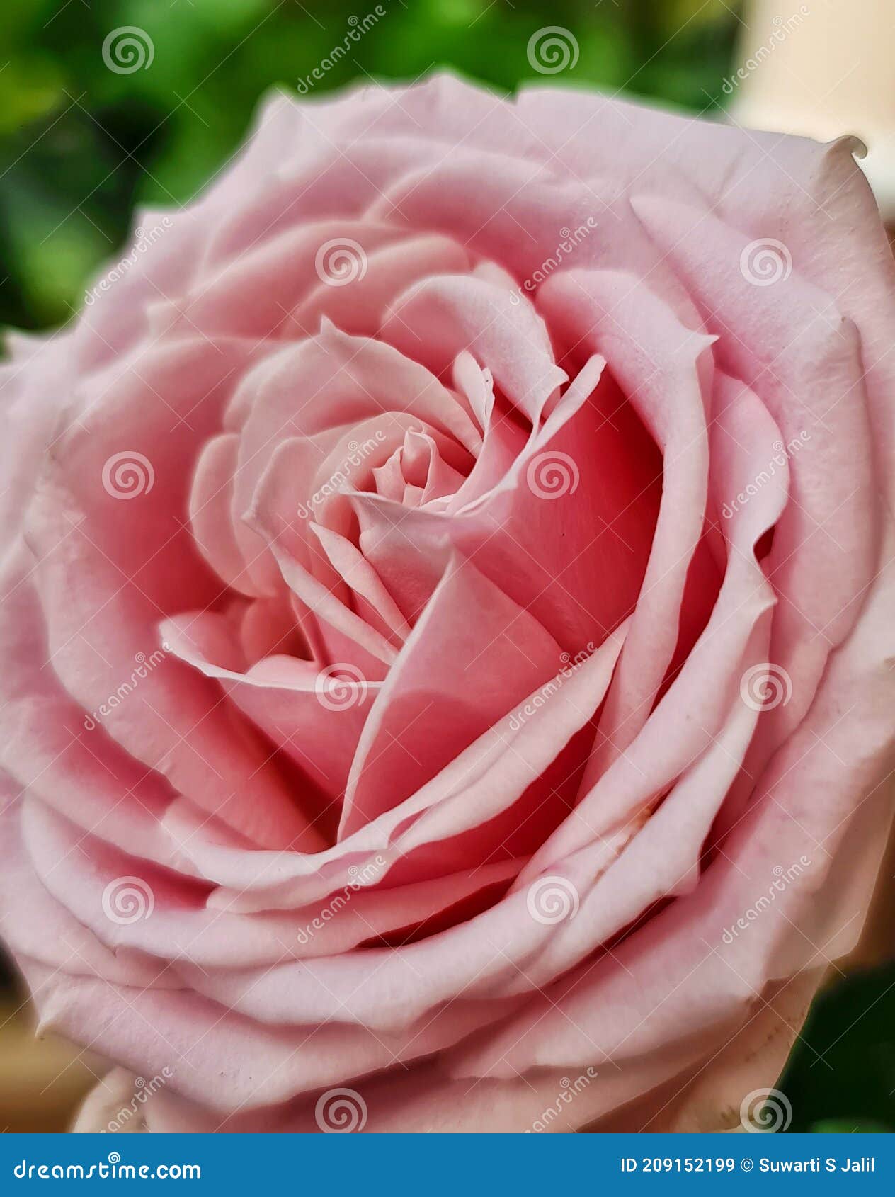 A Fantastic Soft Pink Rose Flower Editorial Stock Image - Image of ...