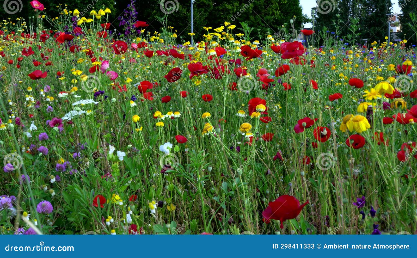 Fantastic Spring Landscape in a Field with Multi-colored Flowers Stock ...