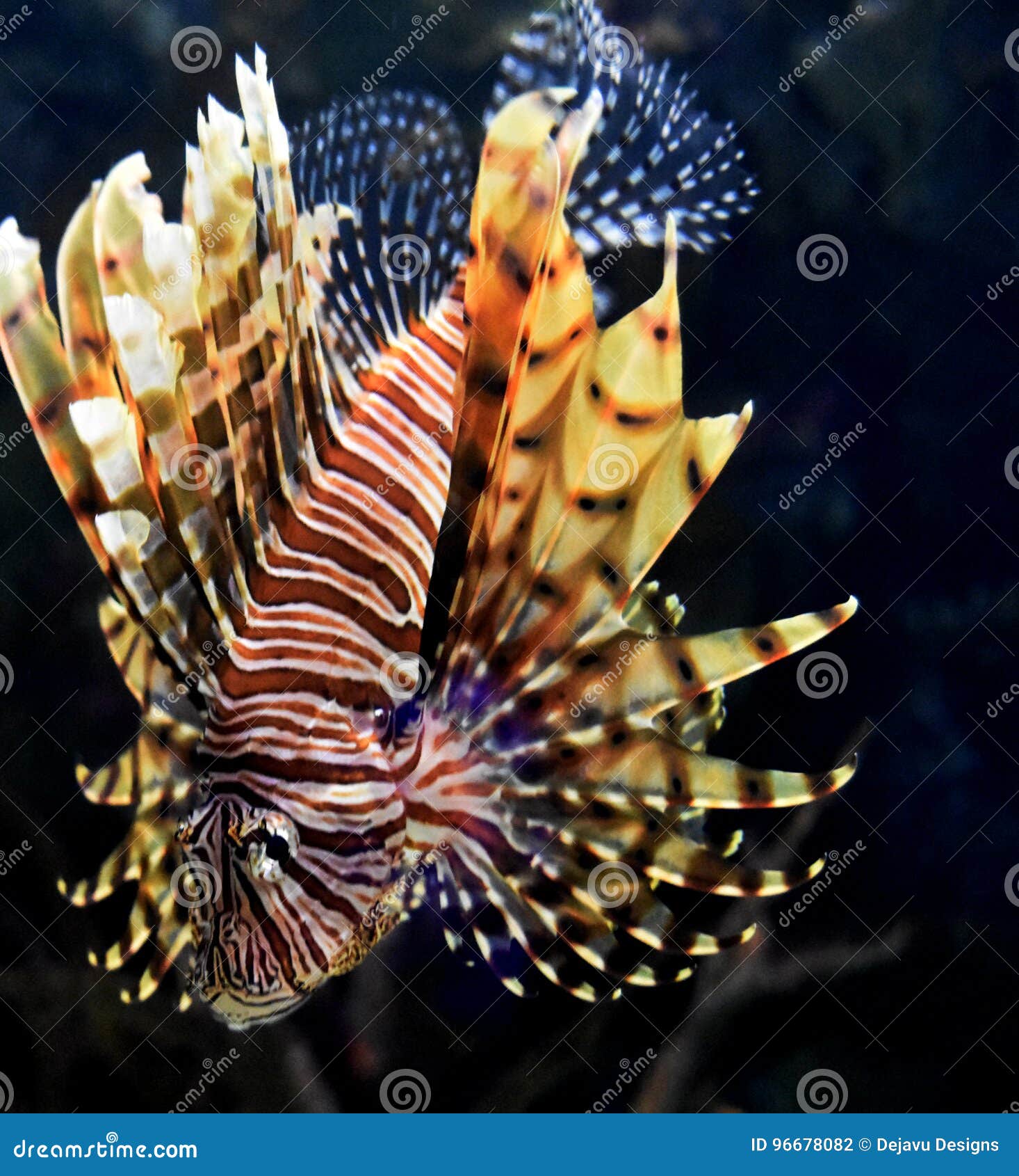 Fantastic Striped Firefish Swimming Down Under Water Stock Photo ...