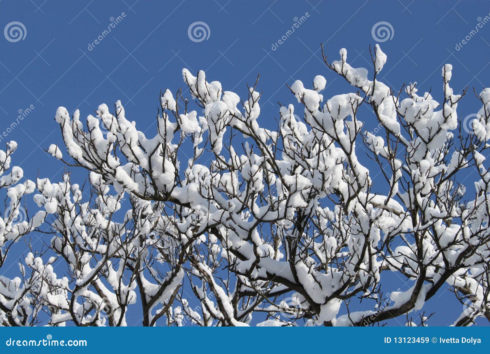 Fantastic tree in the snow stock image. Image of sunny - 13123459