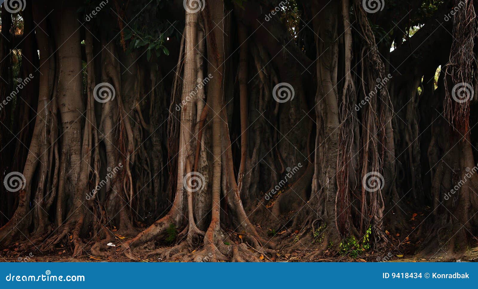 Fantastic trees stock photo. Image of sunray, vacation - 9418434