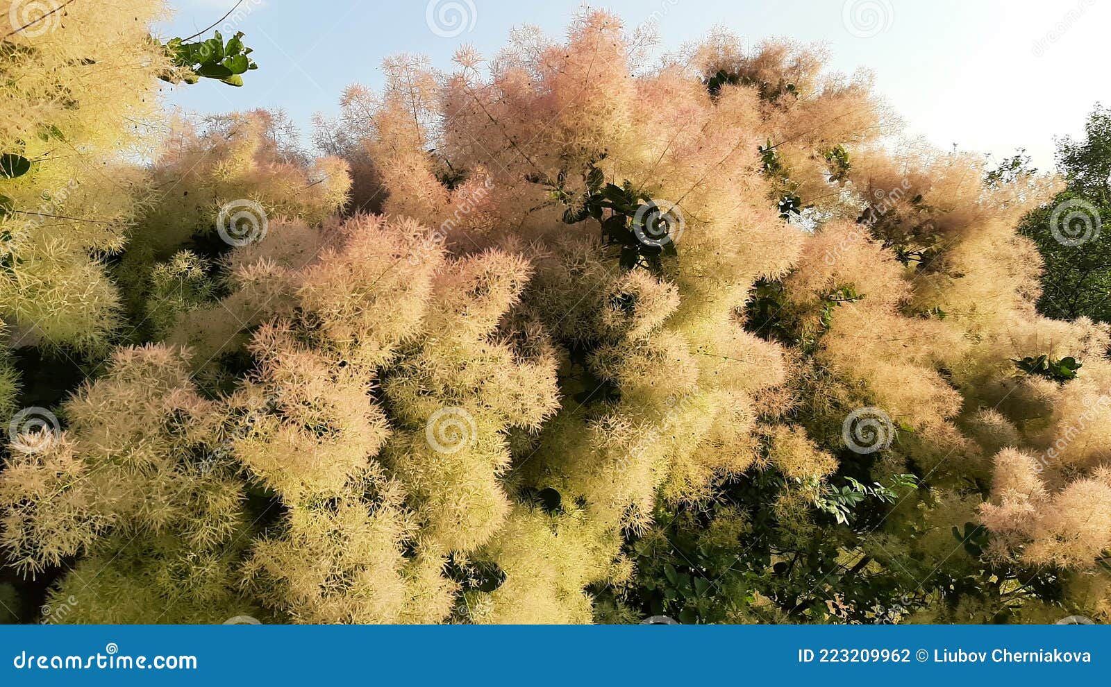 Fantastic Trees in the Sun from Summer Stock Photo - Image of nature ...