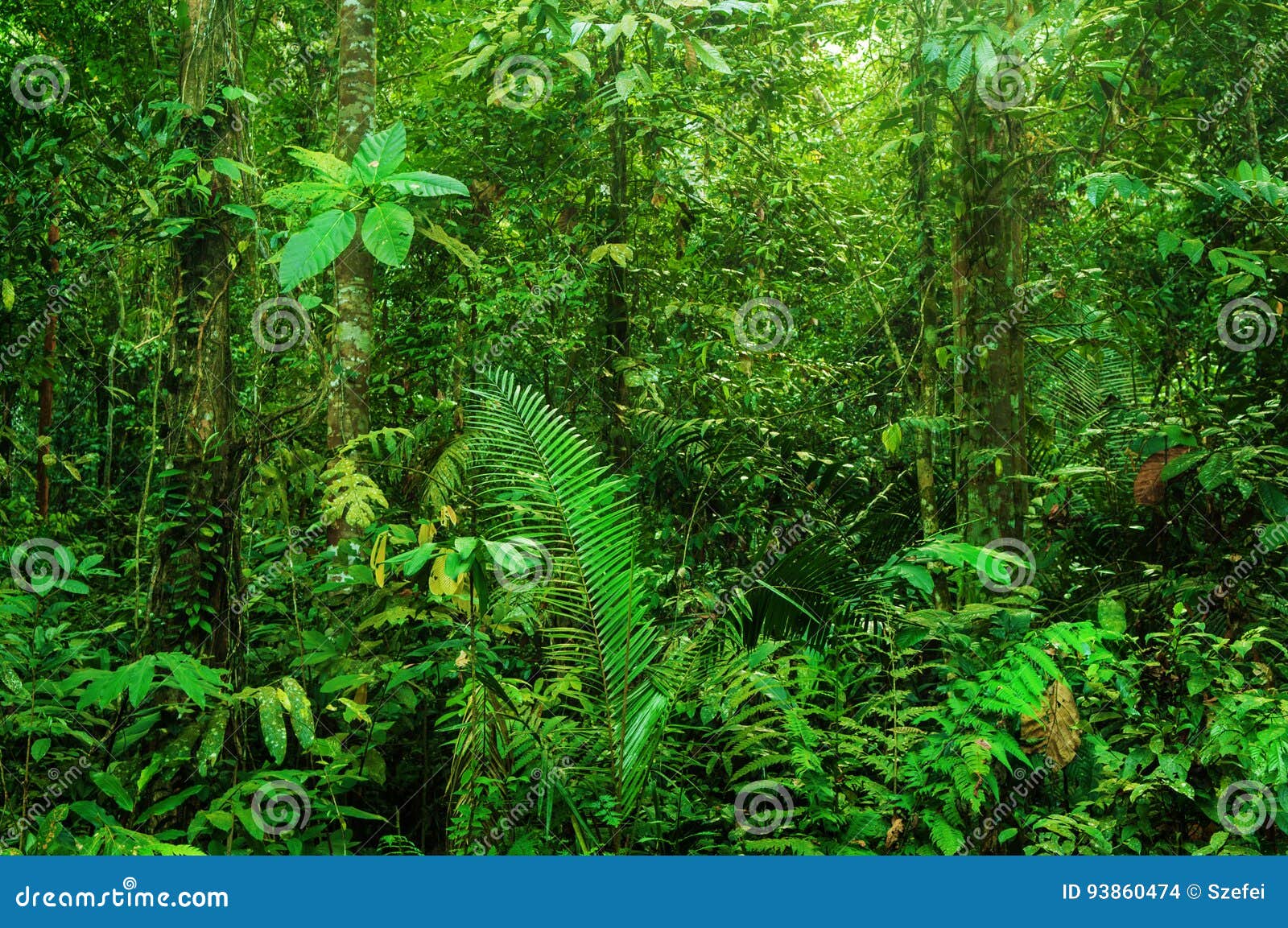 Fantastic Tropical Rainforest Stock Photo - Image of nature ...