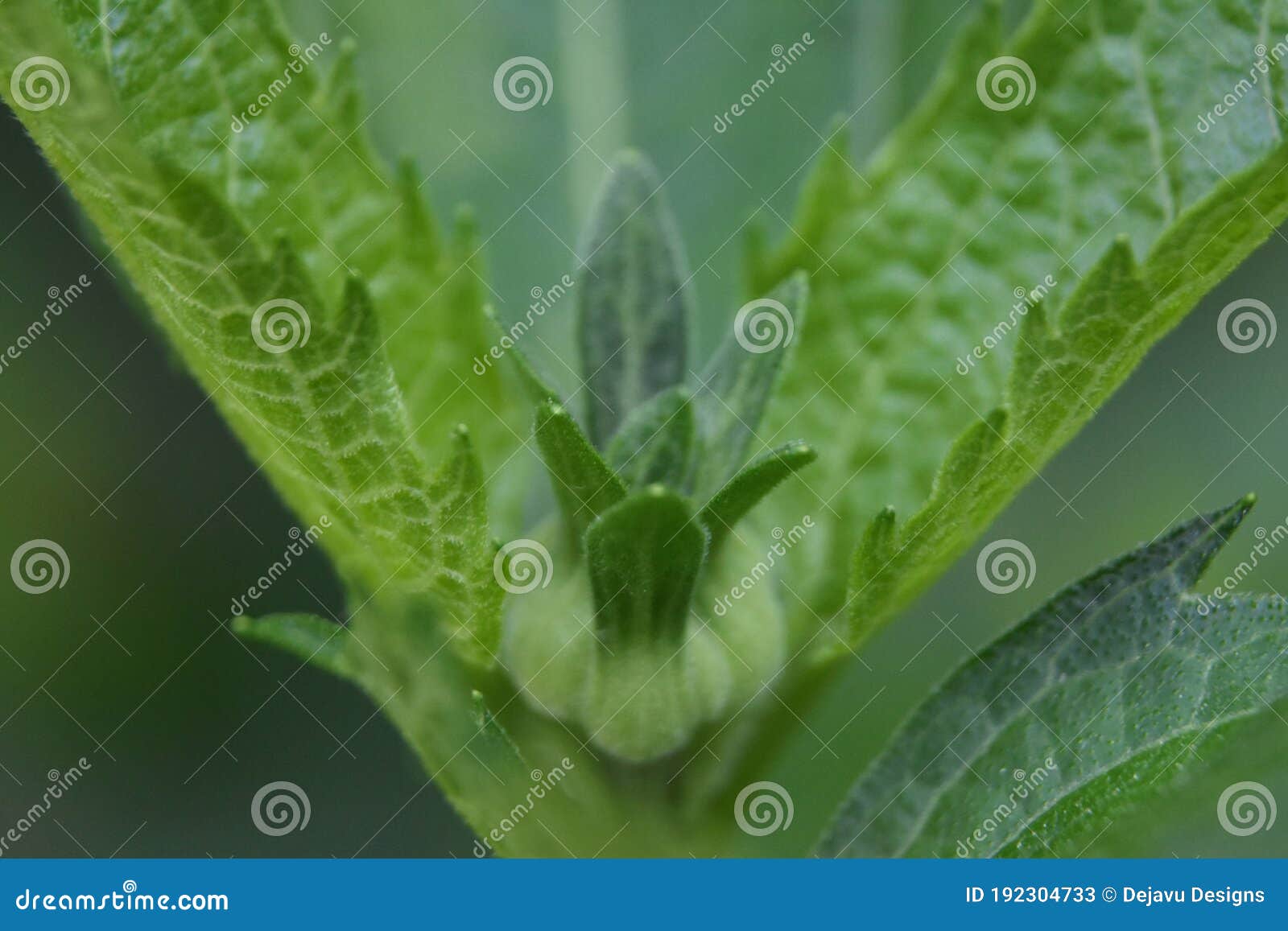 Fantastic Up Close Look at a Budding Plant Stock Image - Image of green ...