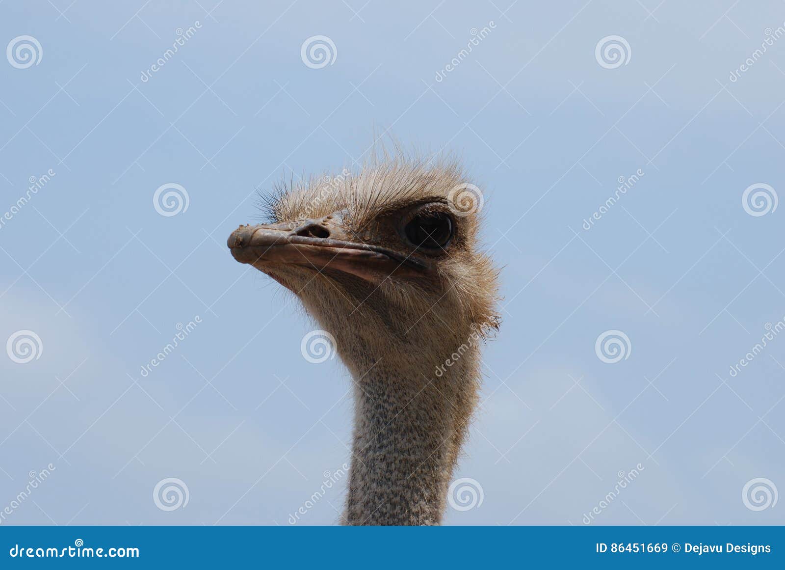 Fantastic Up Close Look at an Ostrich Stock Image - Image of pelican ...