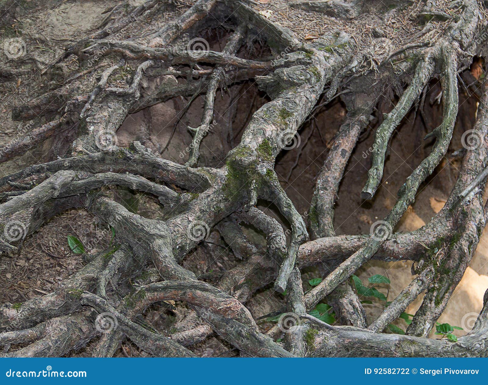 Fantastic View of the Old Tree Roots Over a Ravine Stock Photo - Image ...