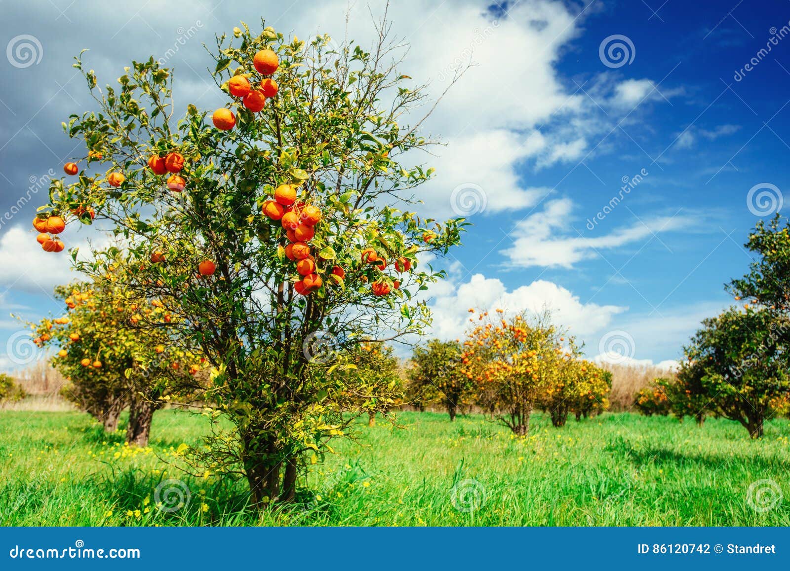 Fantastic Views of the Beautiful Orange Trees in Italy. Stock Photo ...