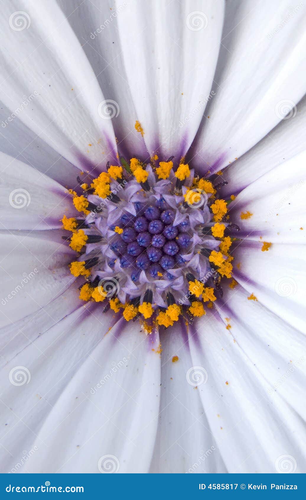 Fantasy Daisy Macro Shot stock image. Image of close, spring - 4585817