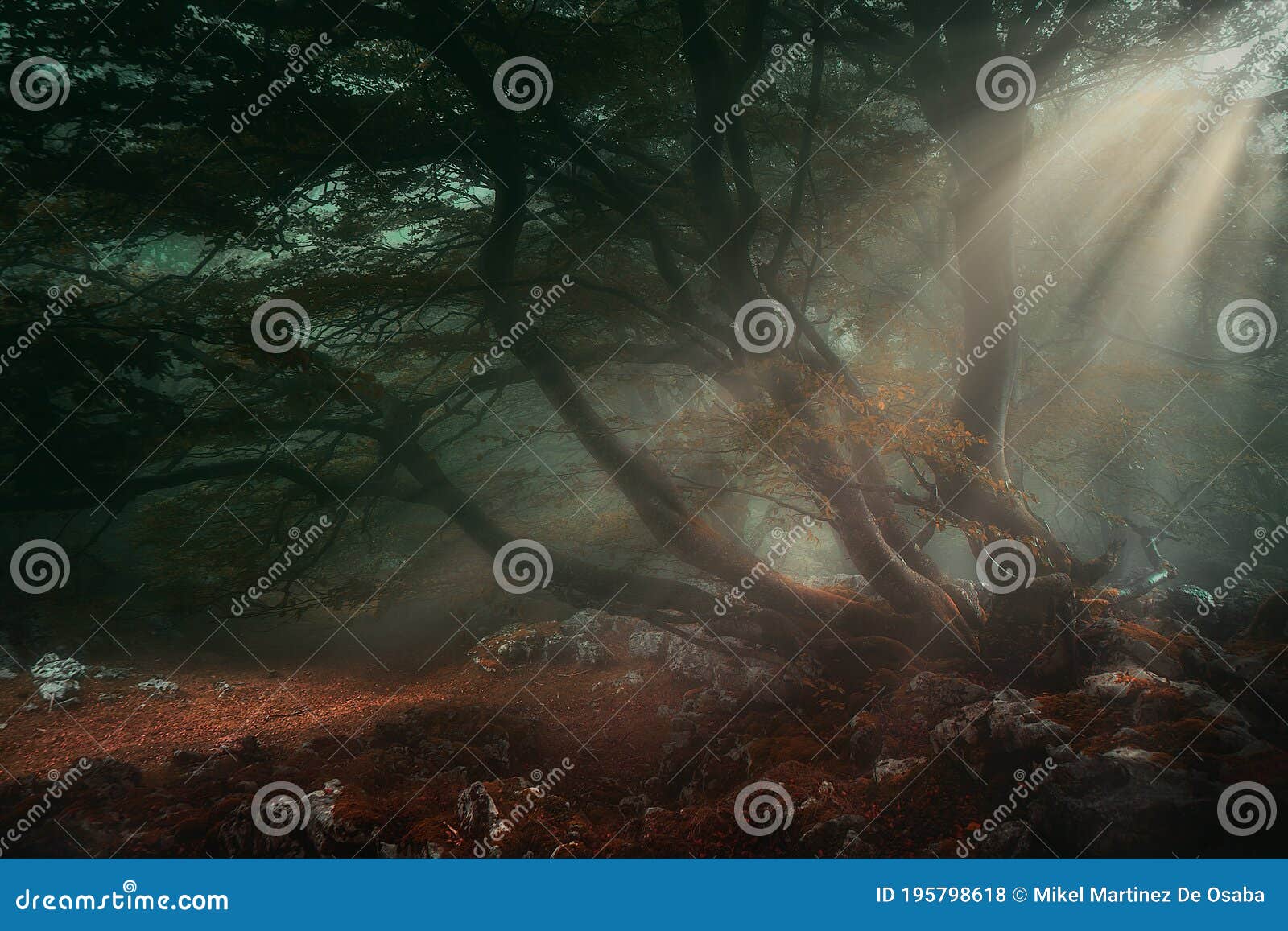 Fantasy Forest with Sun Rays Stock Photo - Image of wild, darkness ...