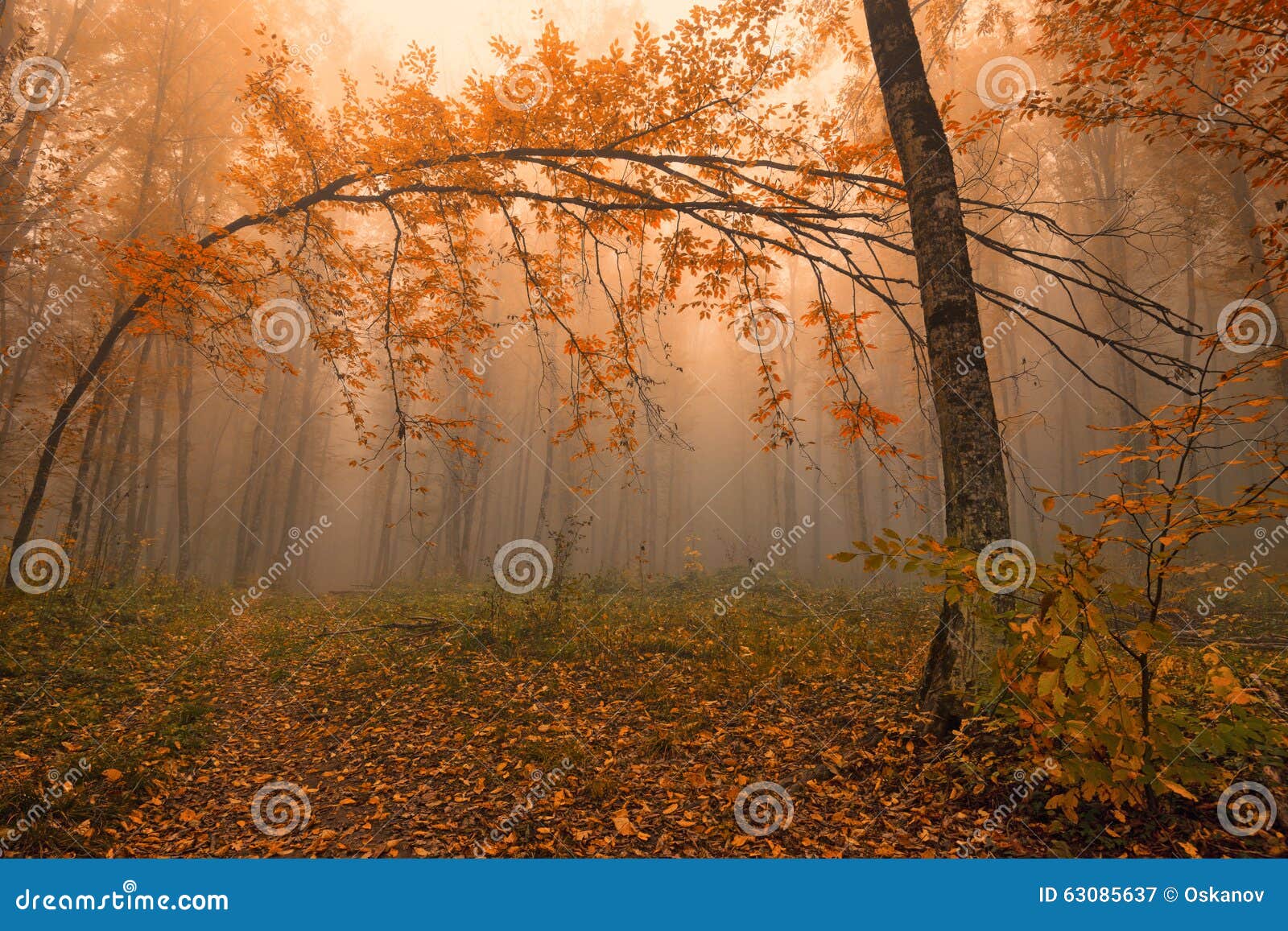 Fantasy fall landscape stock image. Image of environment - 63085637