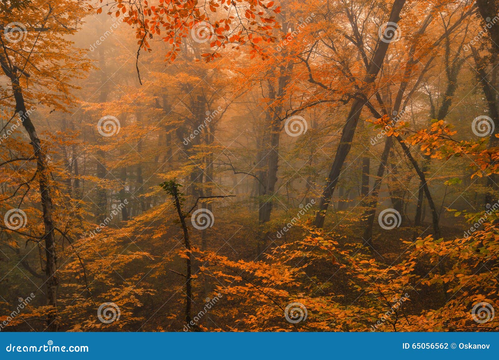 Fantasy fall landscape stock photo. Image of plants, rural - 65056562