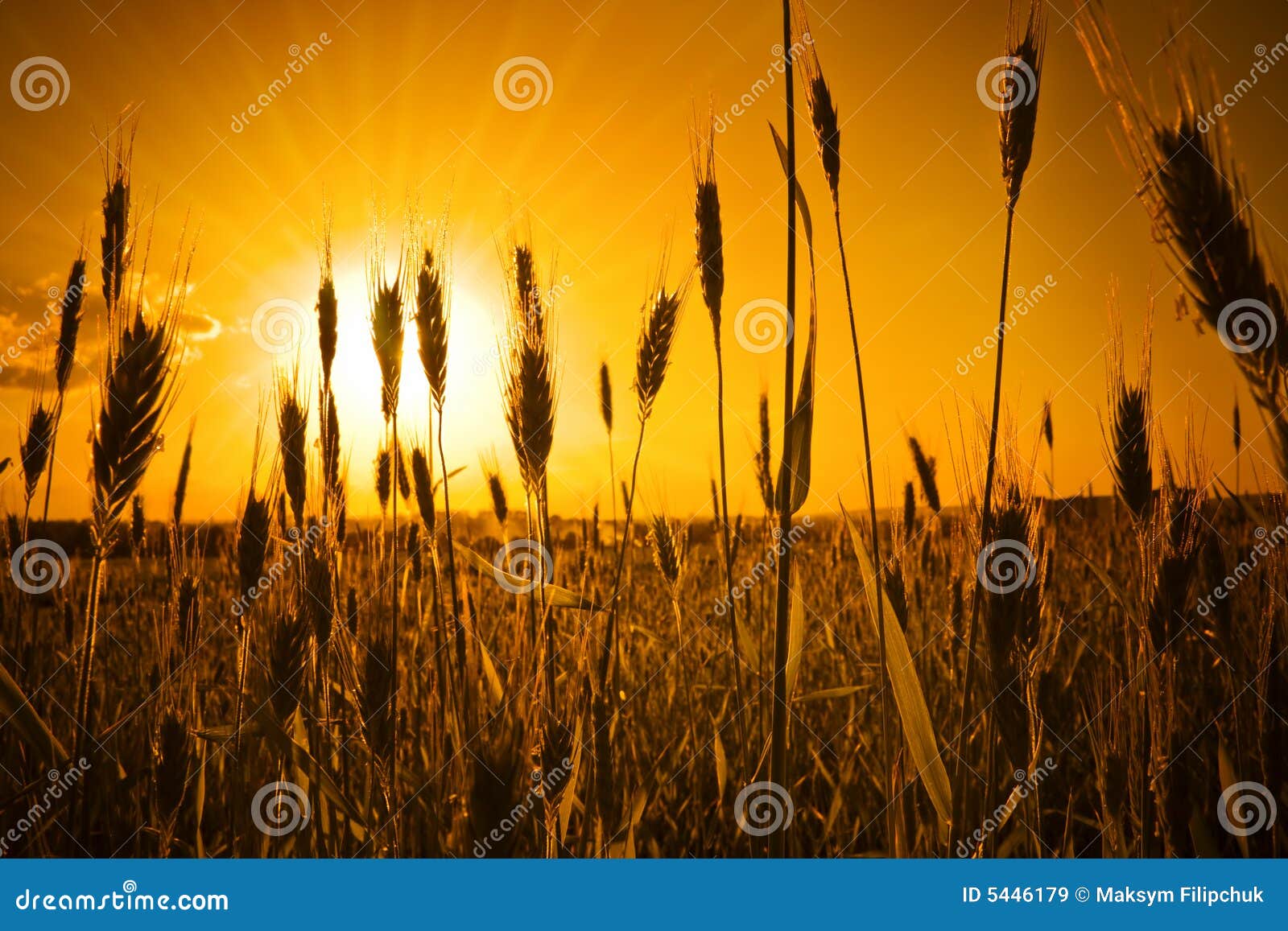 Fantasy field stock image. Image of scene, ripe, horizon - 5446179