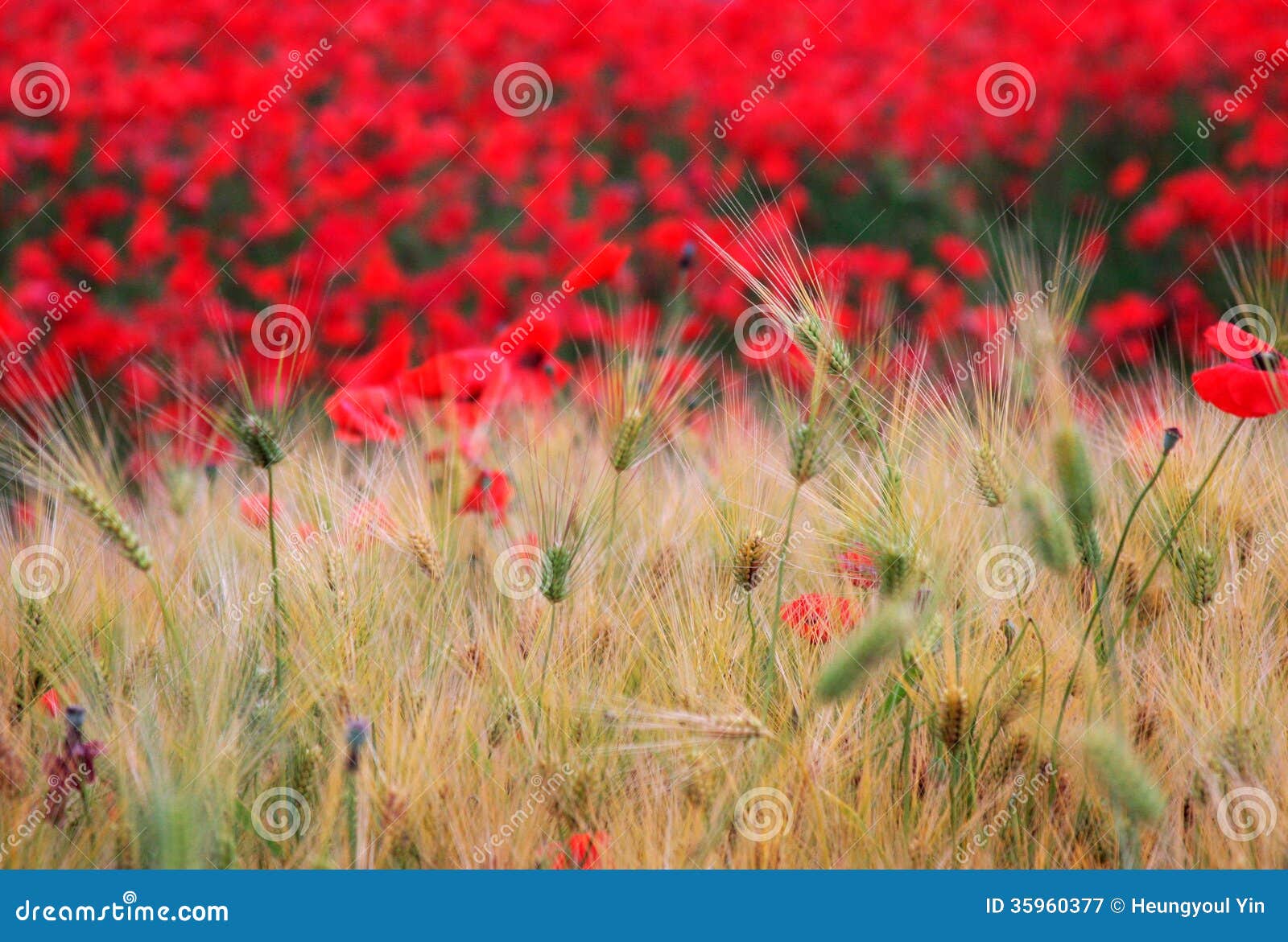 Fantasy of Flower and Barley Stock Image - Image of yellow, flower ...