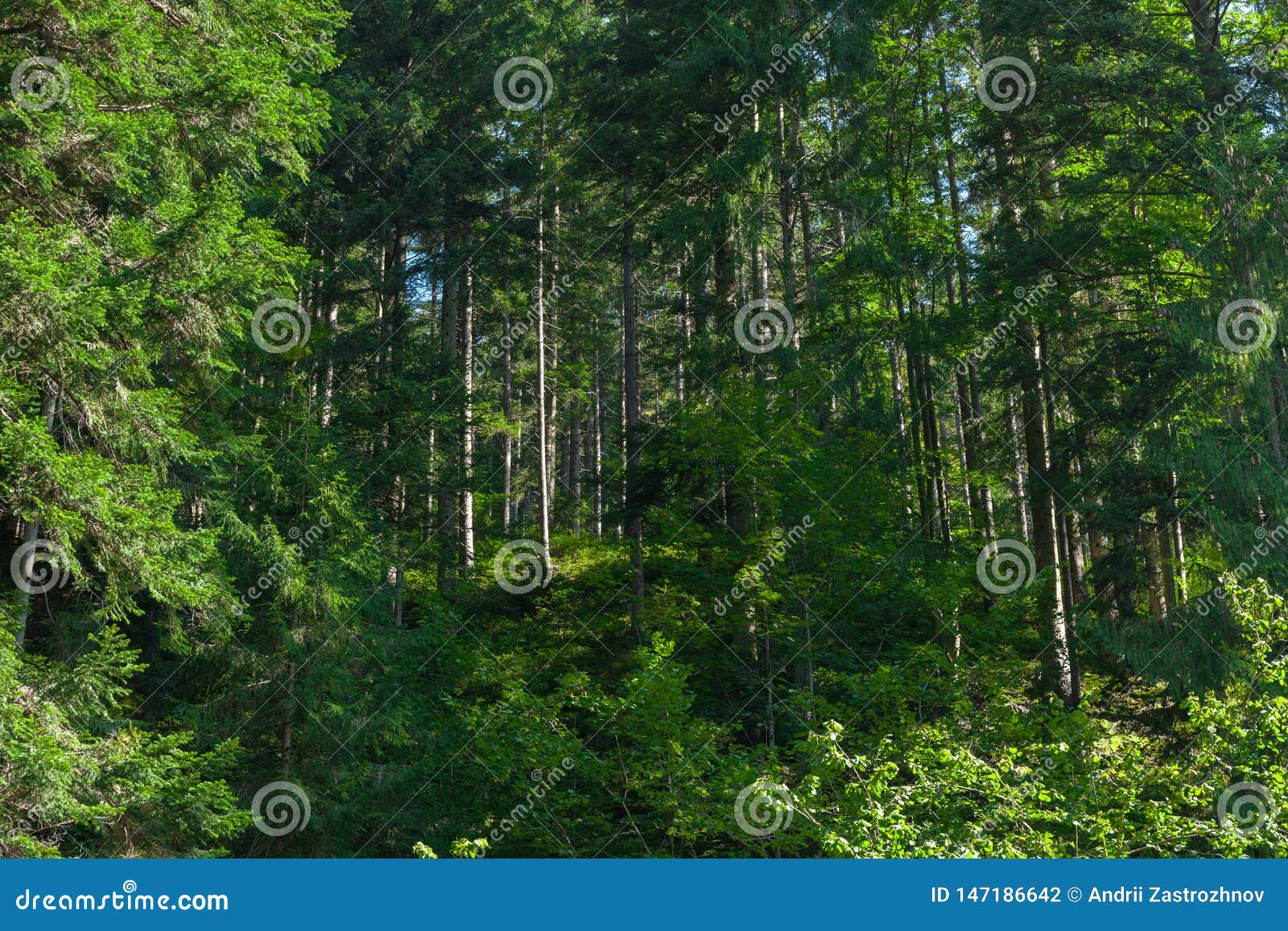 Fantasy Forest Background, Wild Environment Stock Photo - Image of view ...
