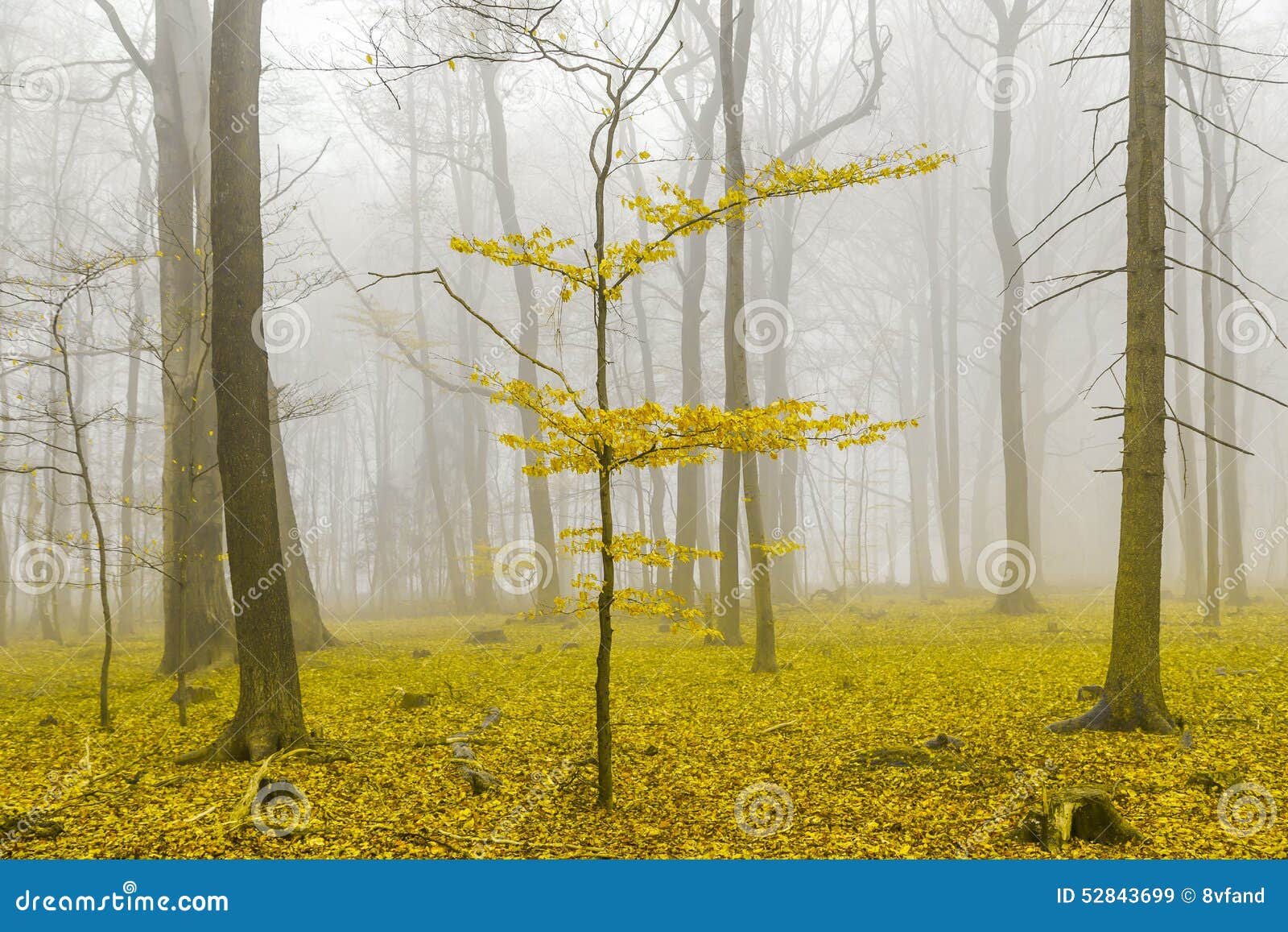 Fantasy Forest with Fog and Yellow Leaves Stock Image - Image of forest ...